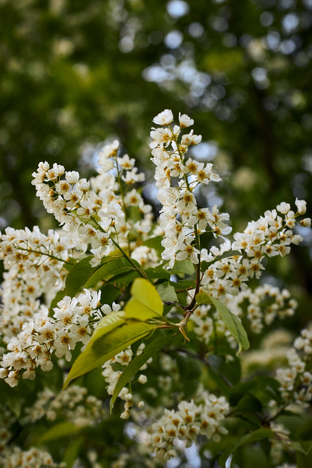 Un bouquet de fleurs blanches qui sont sur un arbre photo – Photo ... Un bouquet de fleurs blanches qui sont sur un arbre photo – Photo ...