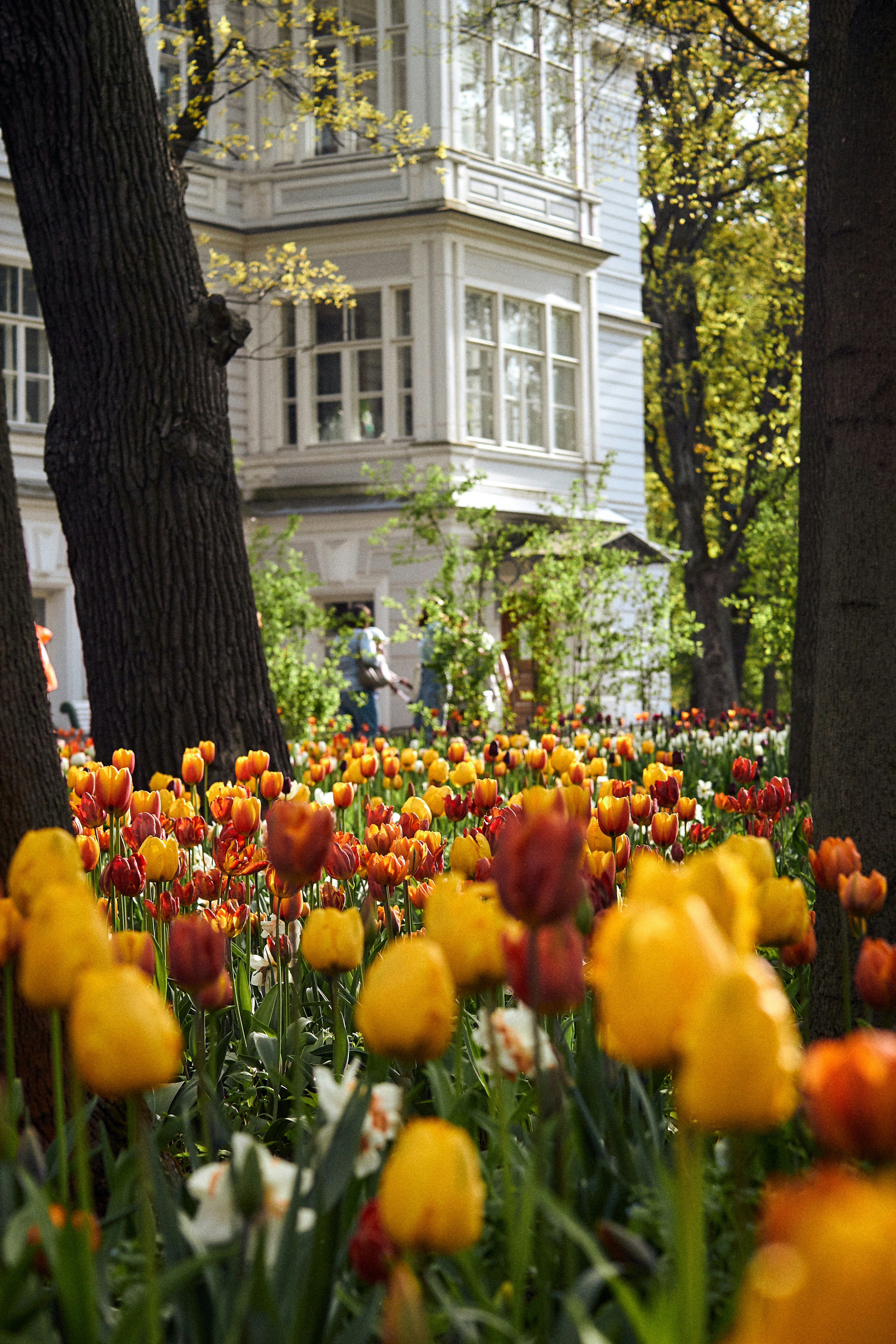 Tulip tapestry in bloom before a sunlit white Victorian façade