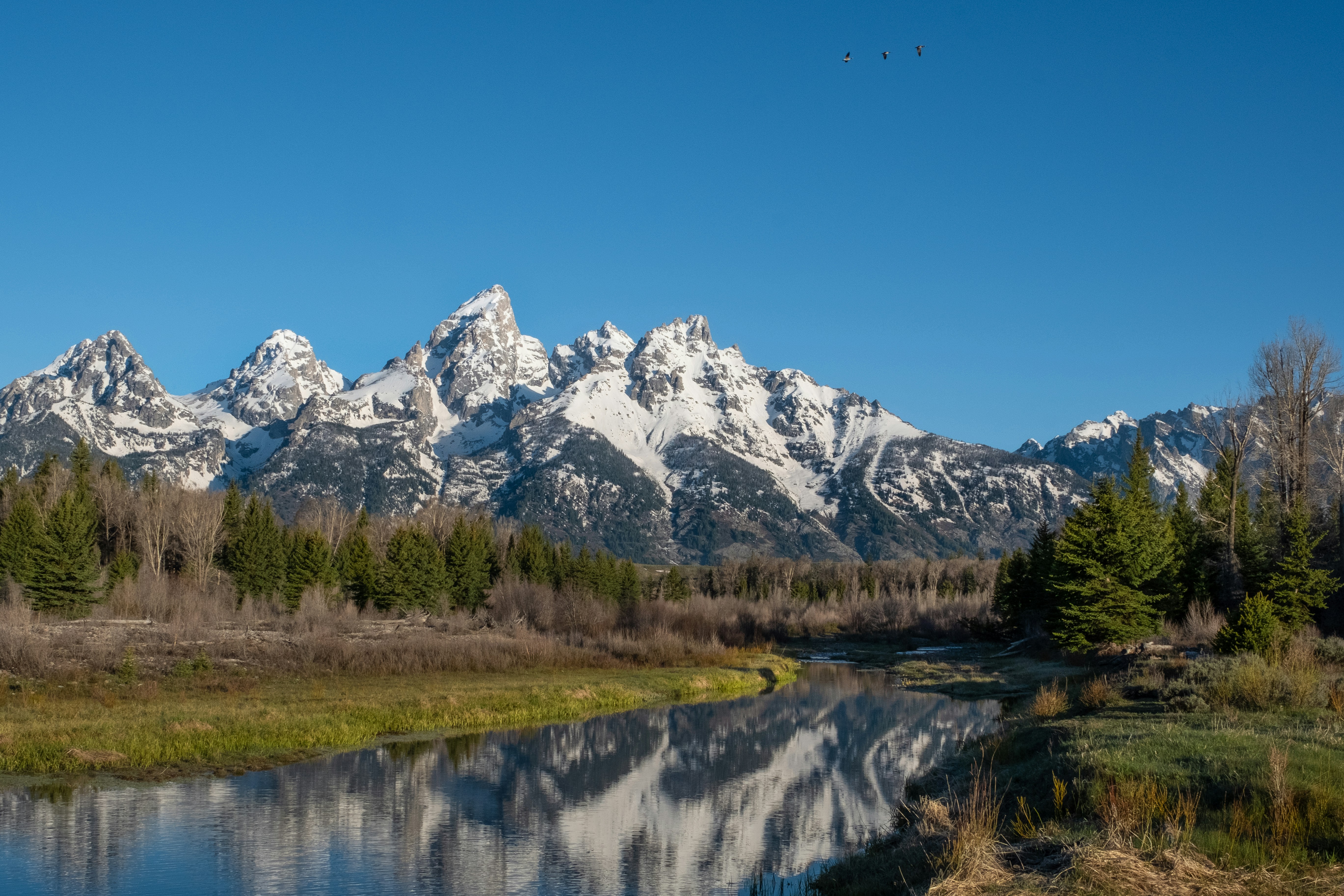 A river running through a lush green forest photo – Free Grand teton ...