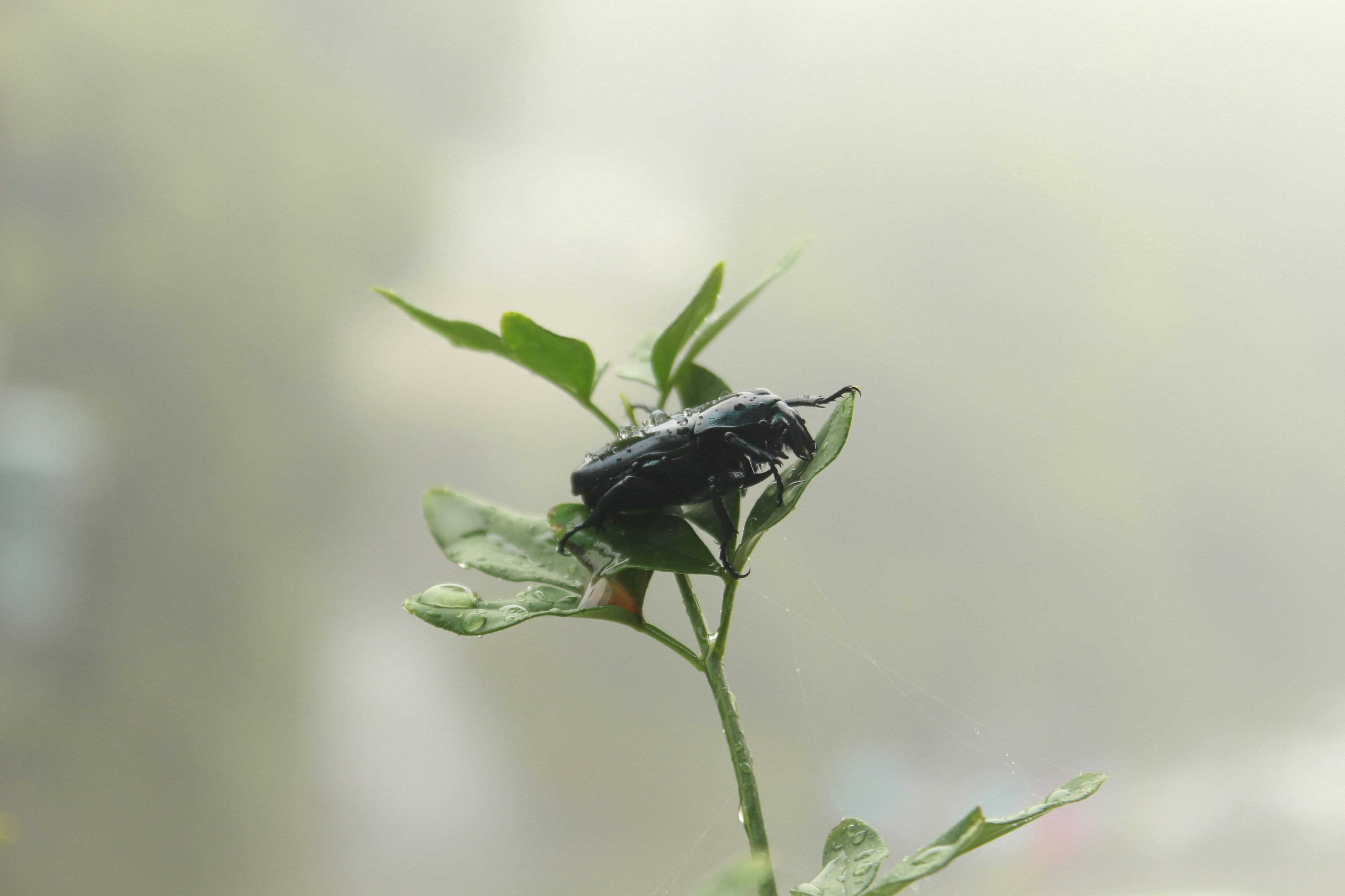 a bug sitting on top of a green leaf