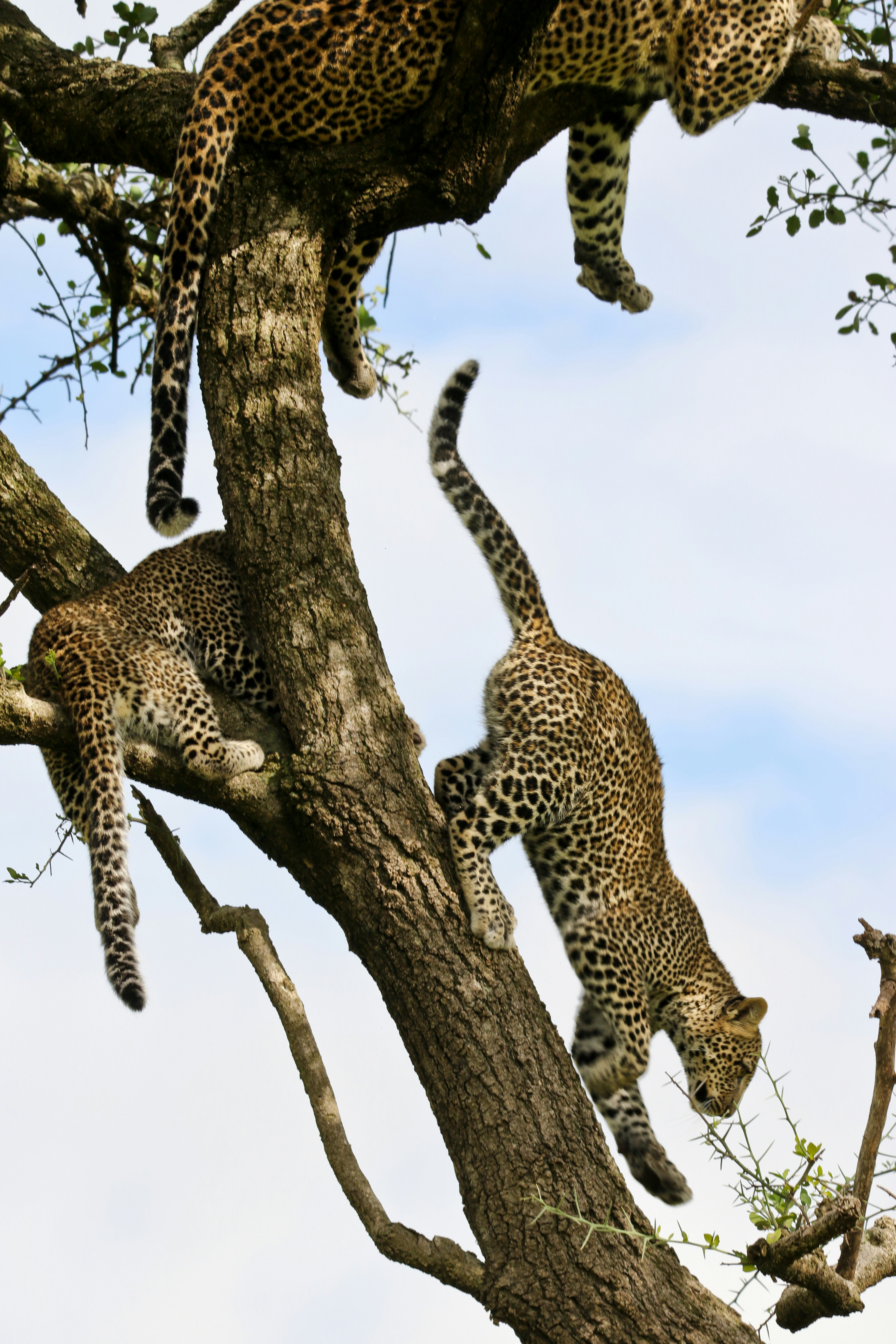 A couple of leopards climbing up a tree photo – Free South africa Image ...
