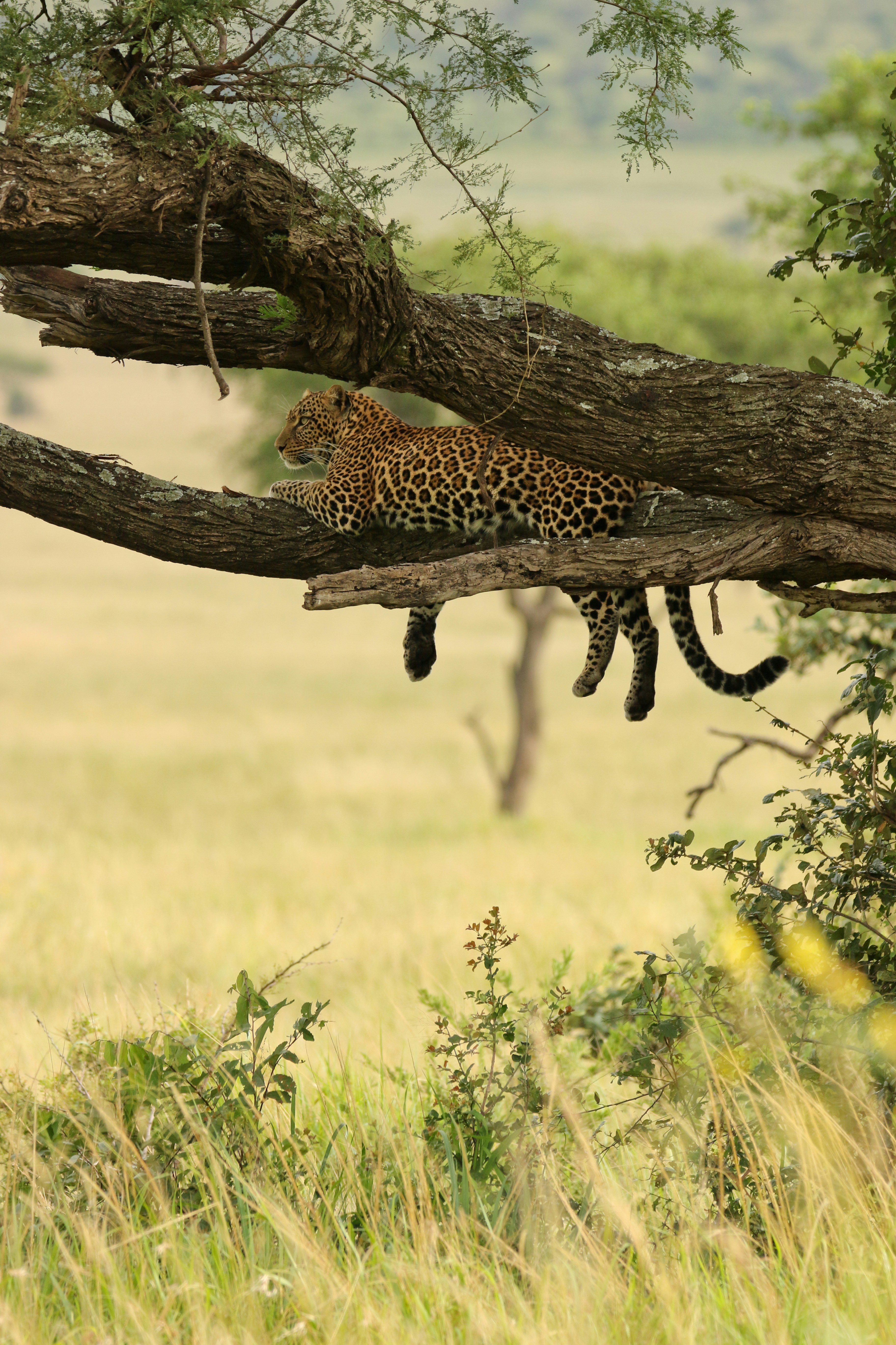 A leopard reclines gracefully on a sturdy branch, surveying the vast Serengeti landscape below. The scene captures the essence of wildlife in its natural habitat.