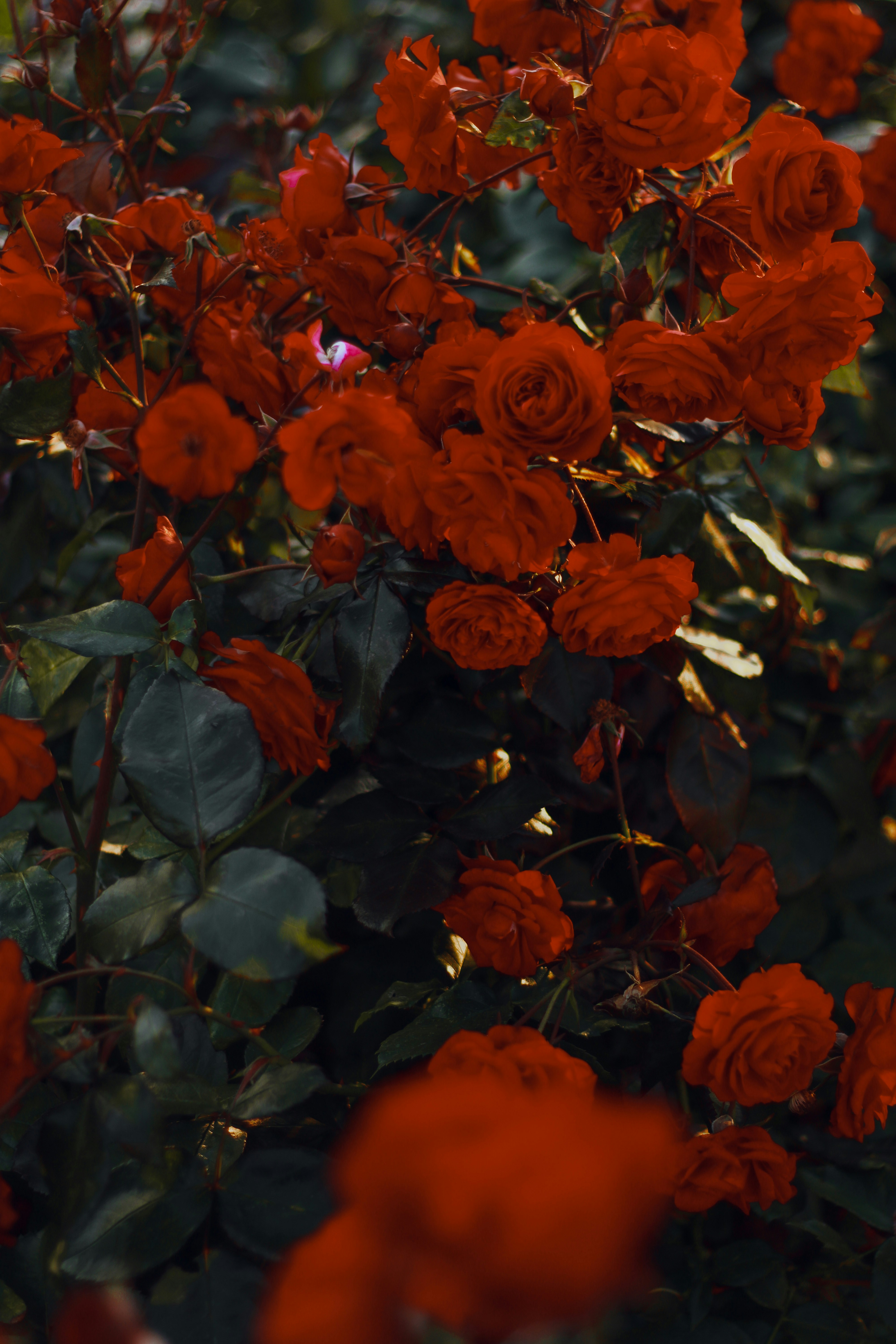 Un buisson de roses rouges aux feuilles vertes photo – Photo Brun ...