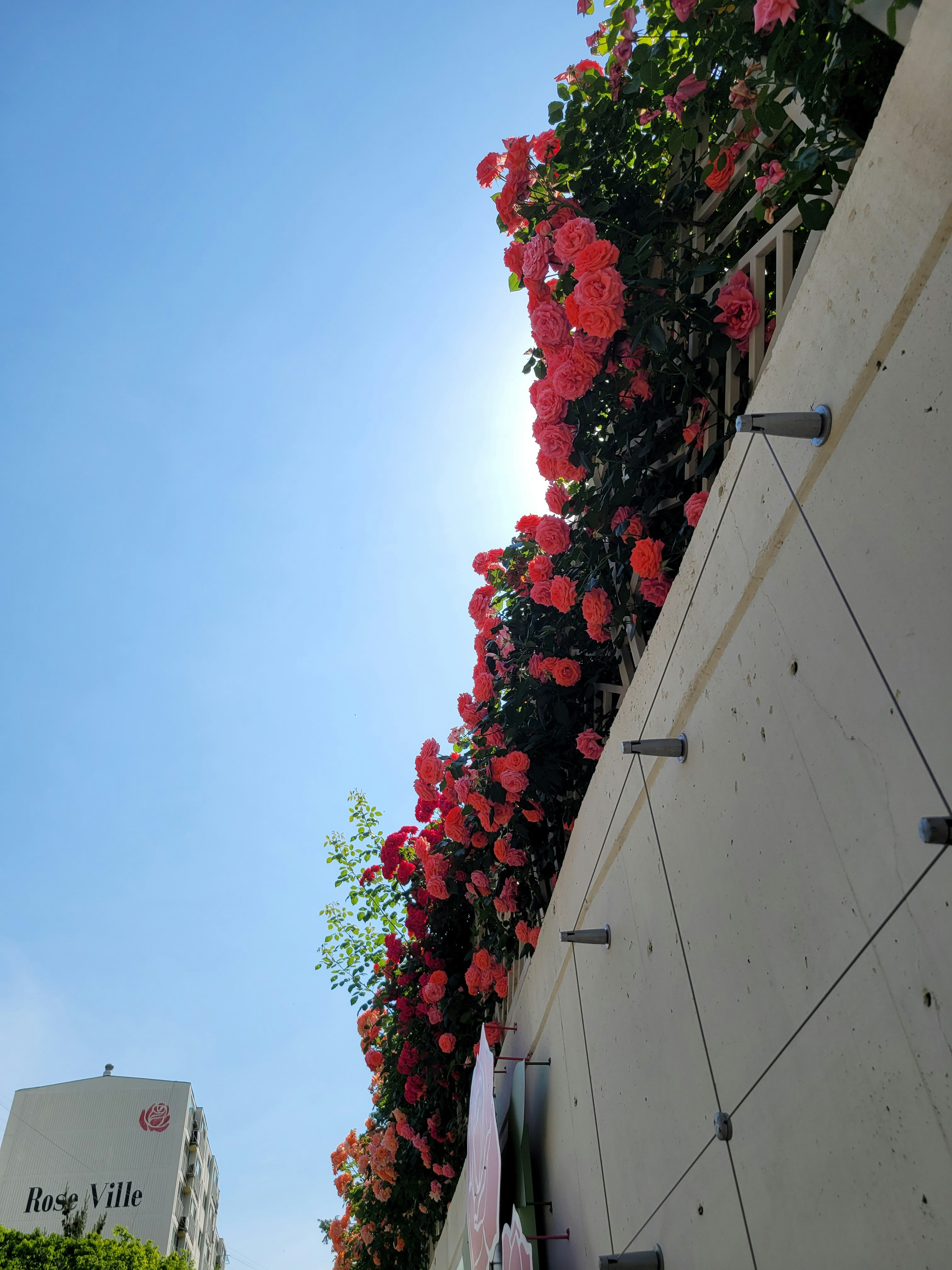 Foto Seikat bunga yang ada di sisi bangunan – Gambar Bunga Gratis di ...