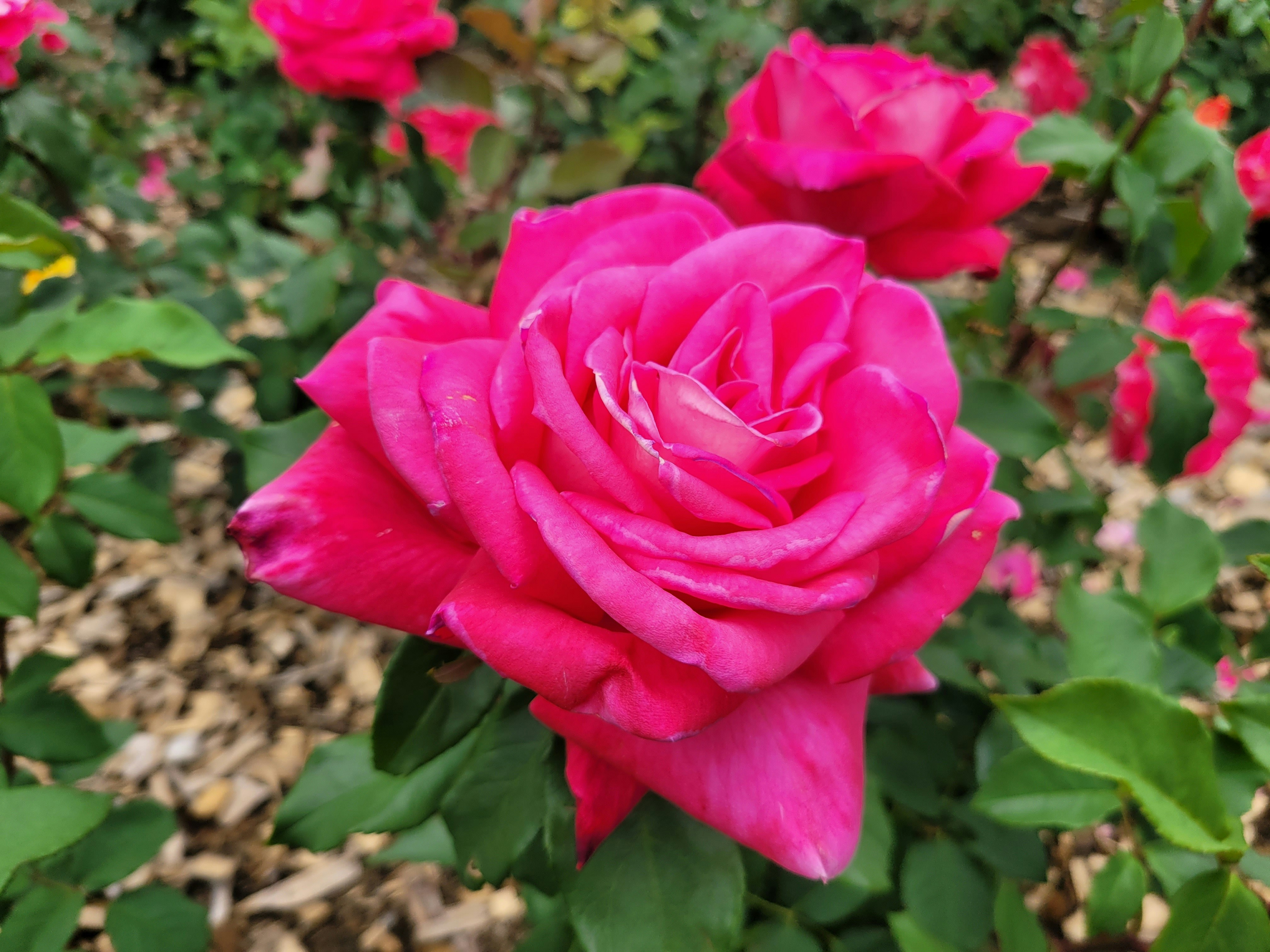 Close-up photograph of a vivid pink rose surrounded by green leaves in a garden. The composition highlights a single bloom as the focal point.