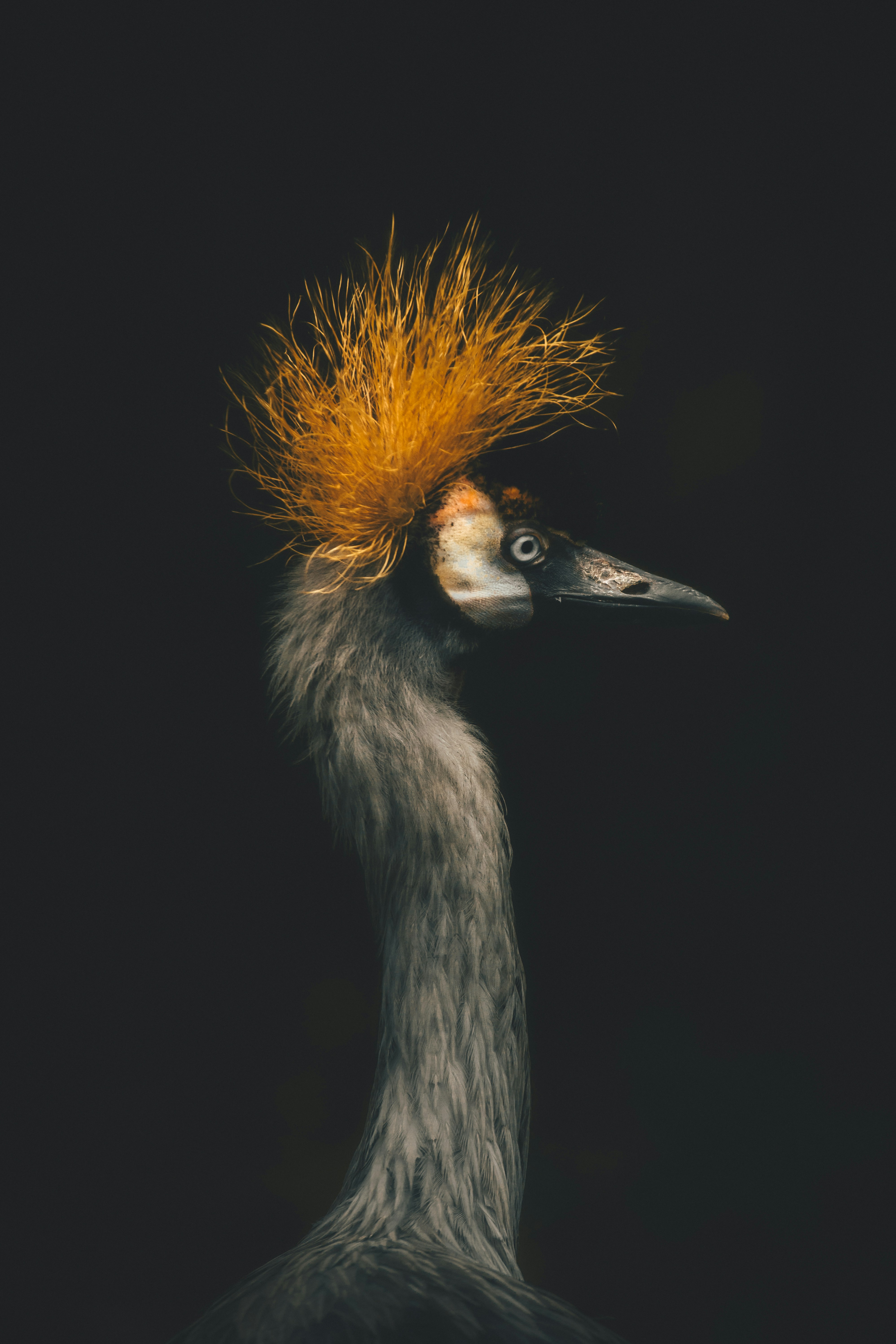 A crowned crane showcasing its striking features against a dark backdrop, emphasizing its vibrant golden plumage and graceful profile.