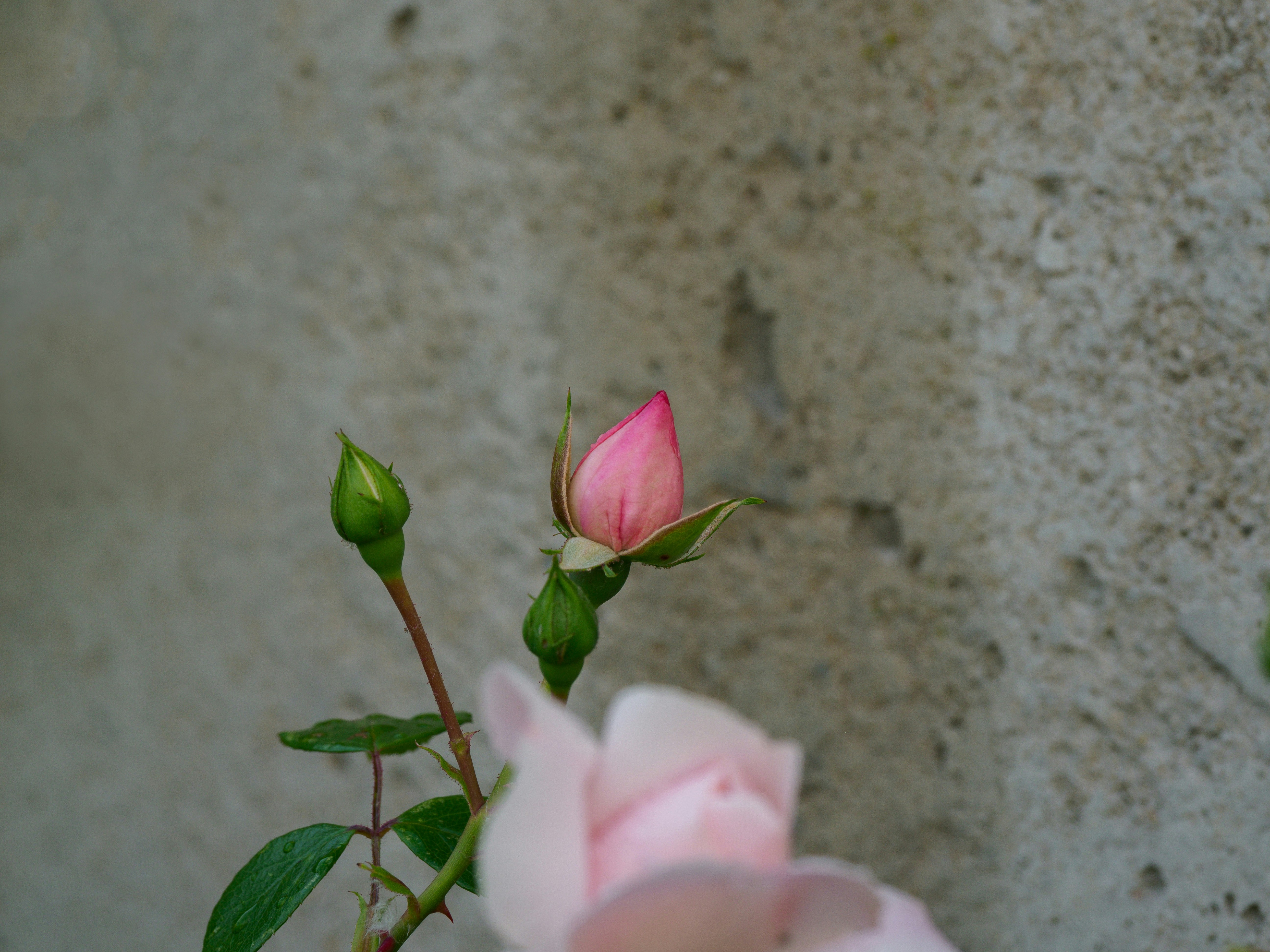 A Quiet Dance of Pink Buds on a Weathered Wall