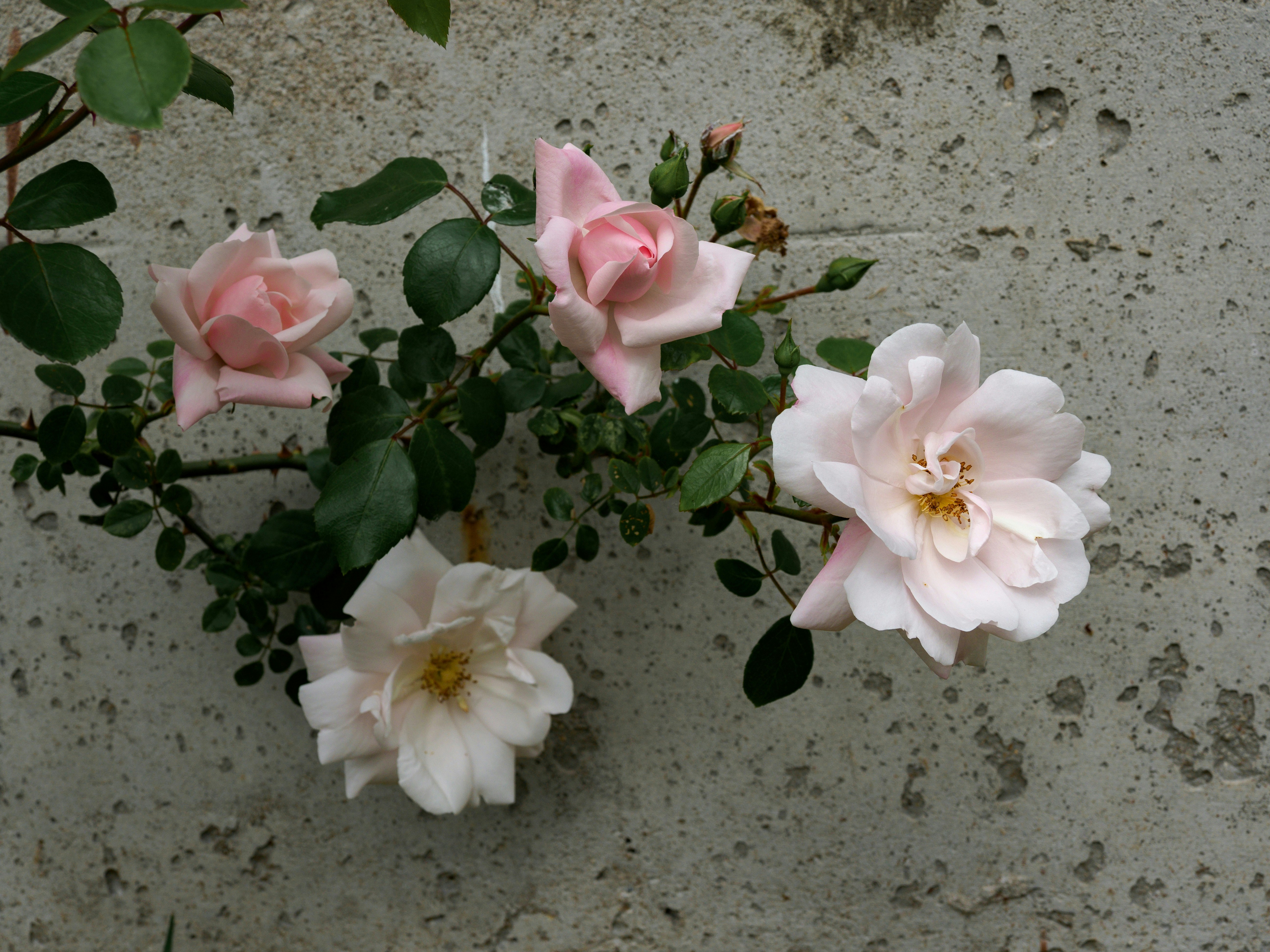 Delicate pink roses bloom against a textured concrete wall, showcasing their soft petals and lush green leaves.