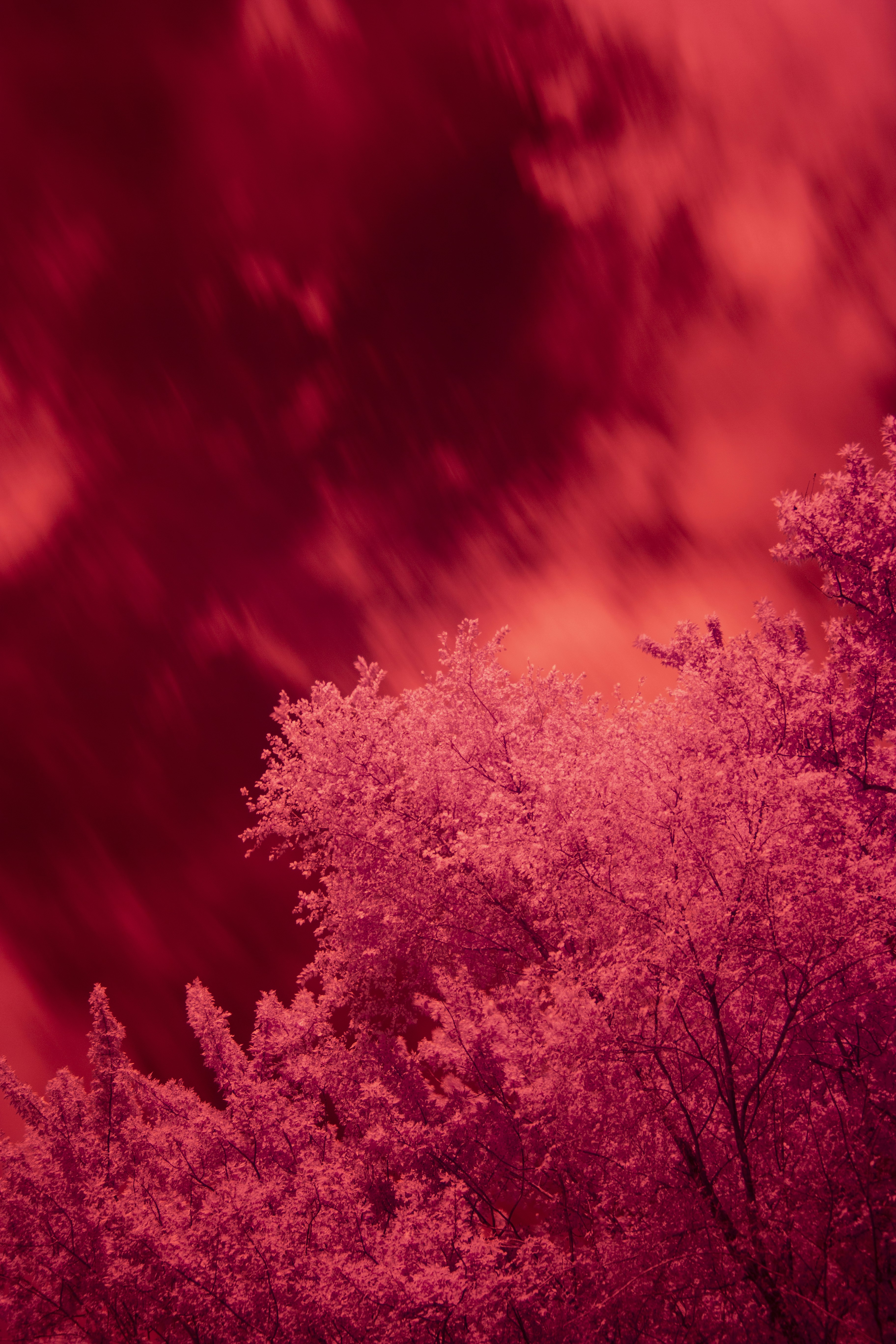 Crimson Canopy: Infrared Trees Beneath a Blushing, Cloud-Draped Sky