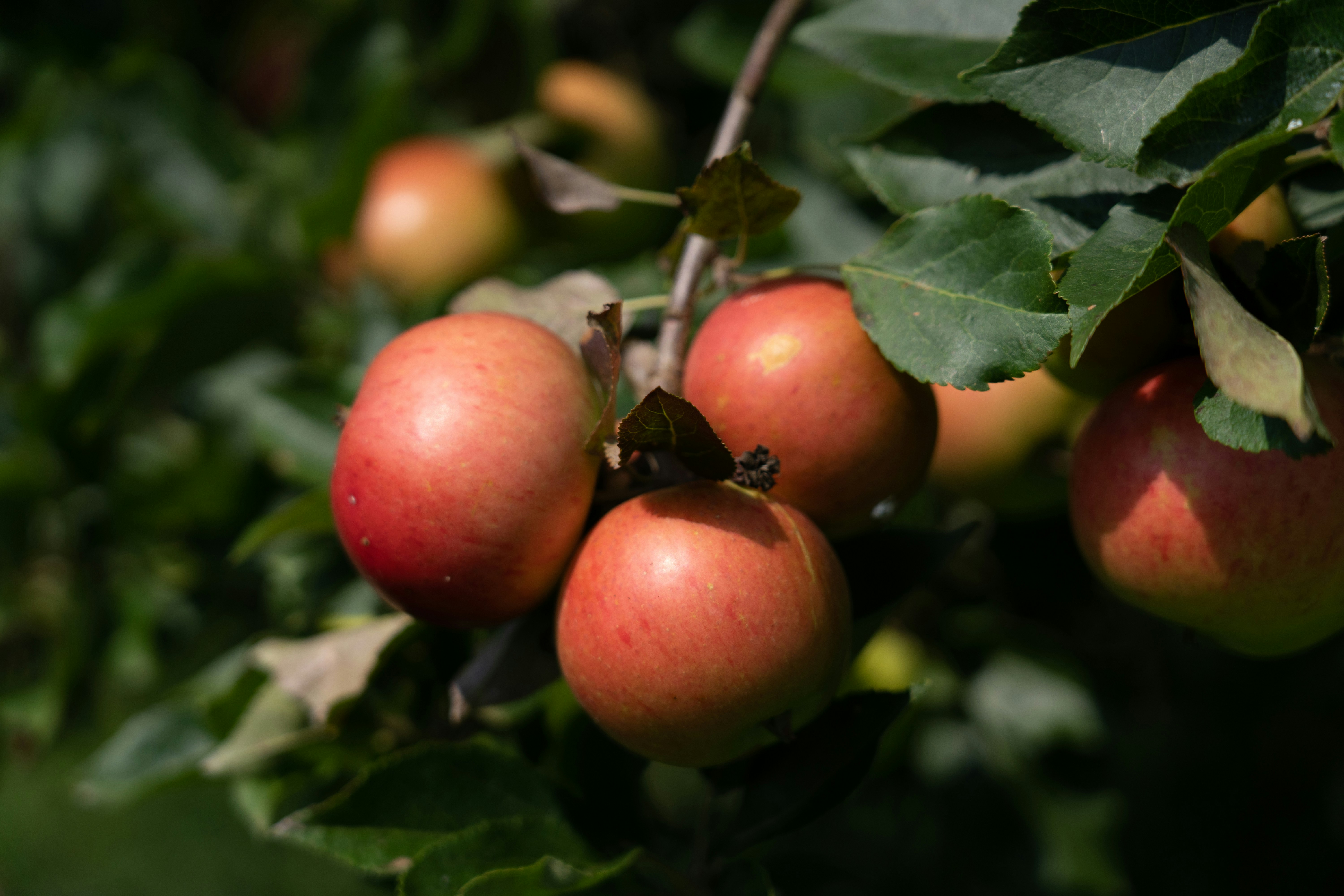 Foto Un ramo de manzanas colgando de un árbol – Imagen Penrith gratis ...