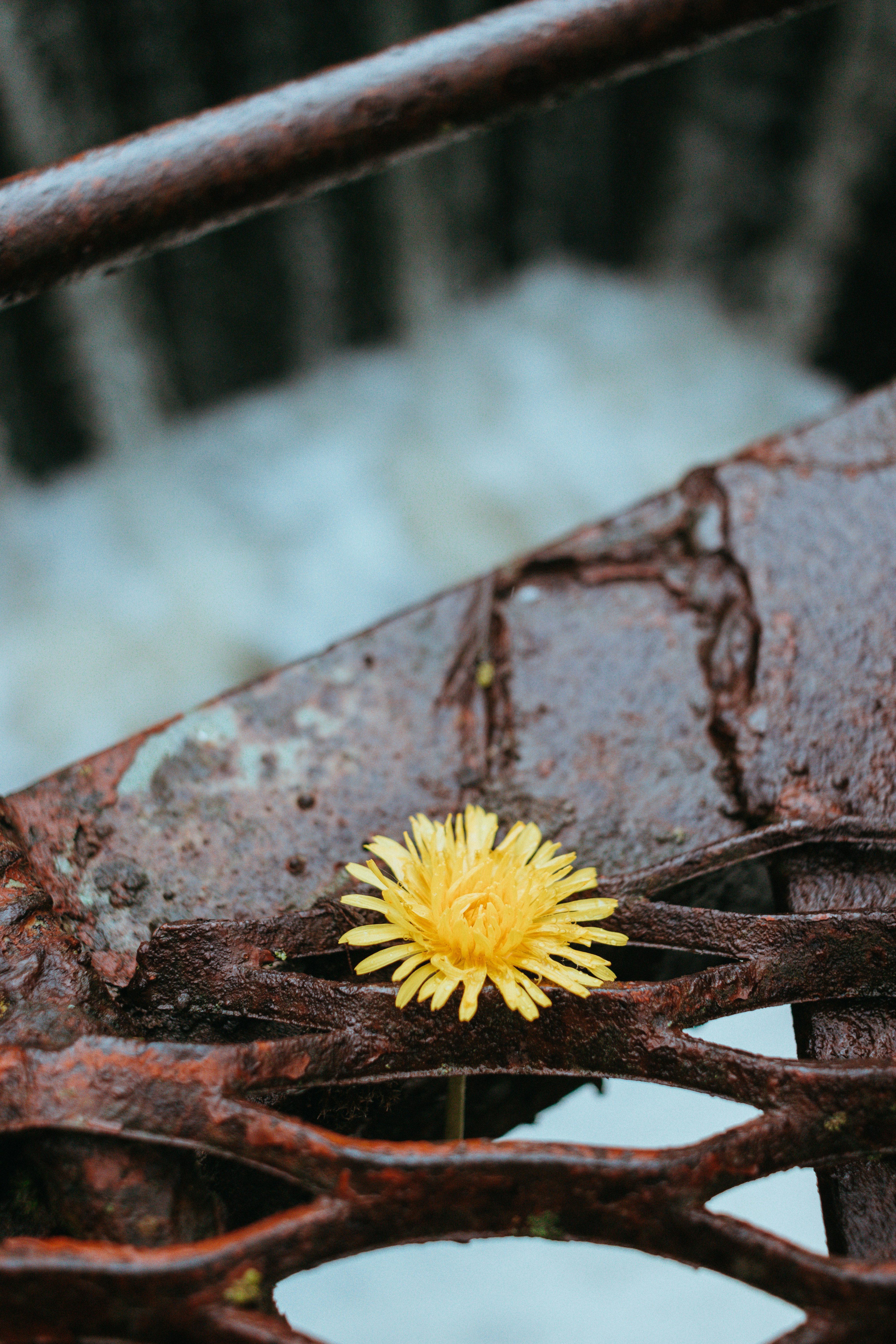 A yellow flower sitting on top of a metal grate photo – Free Plant ...