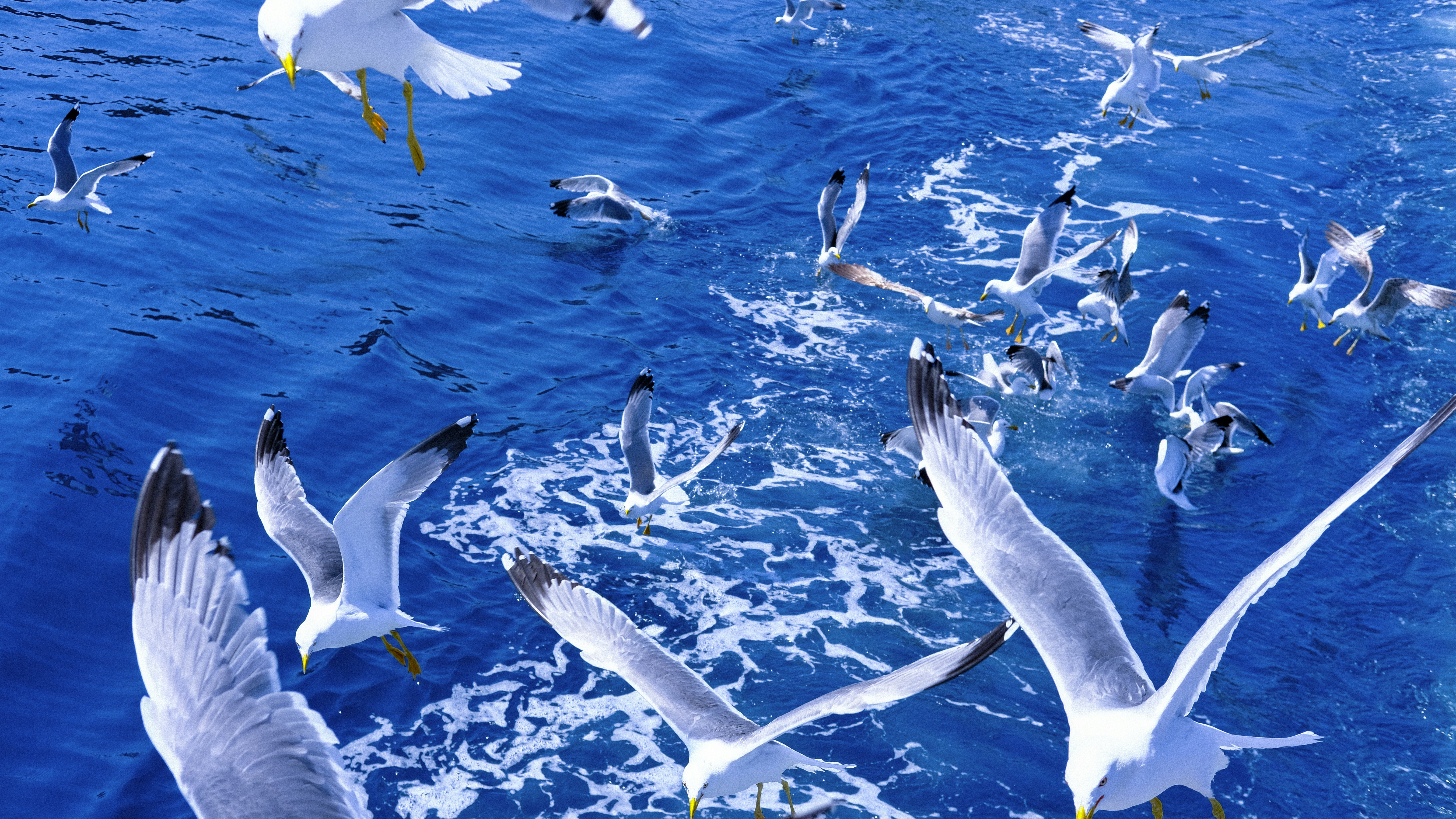 Winged Chorus Over the Sapphire Sea