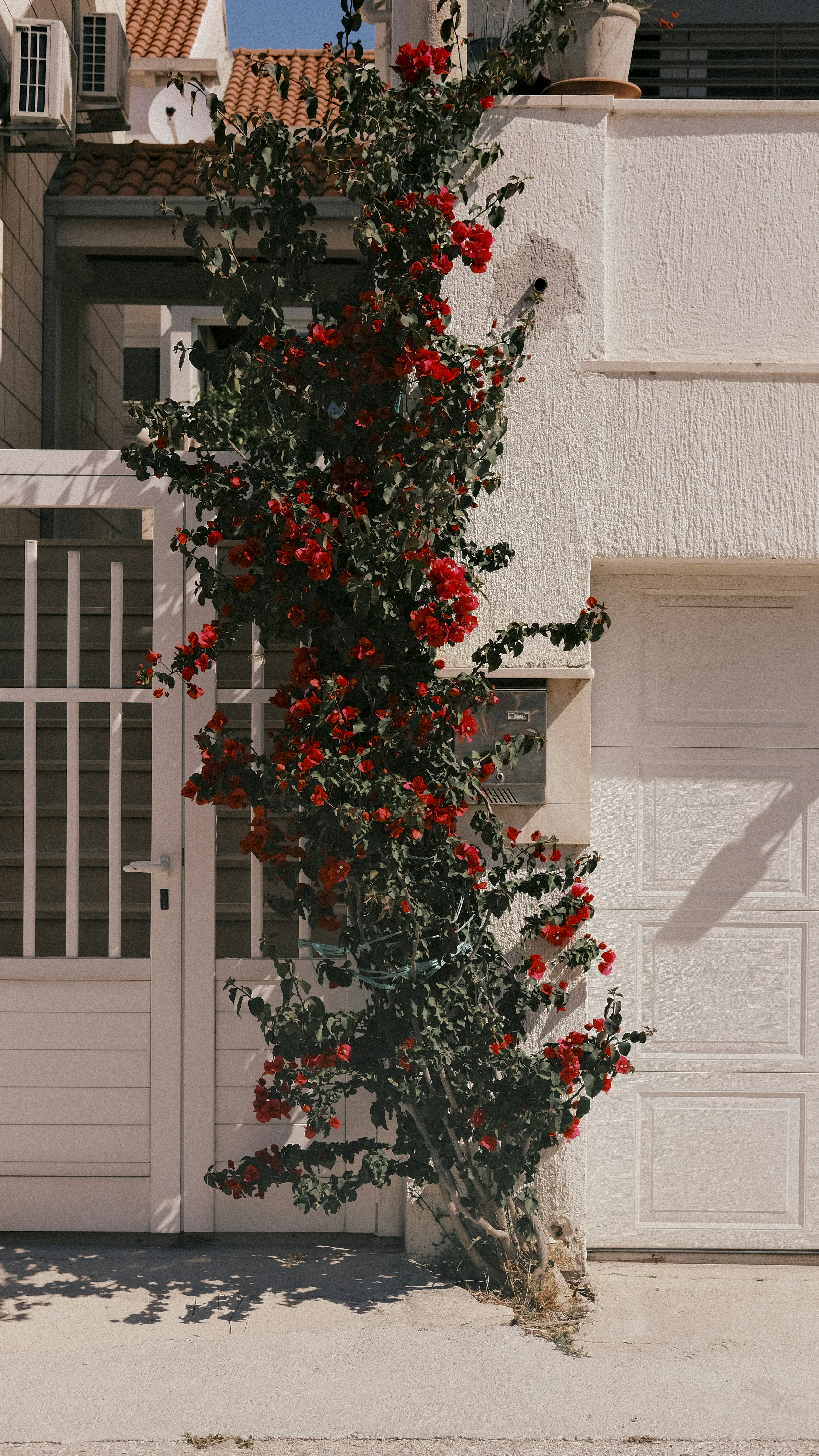 Bougainvillea vines adorned with vibrant red flowers climbing a white wall beside a garage door.