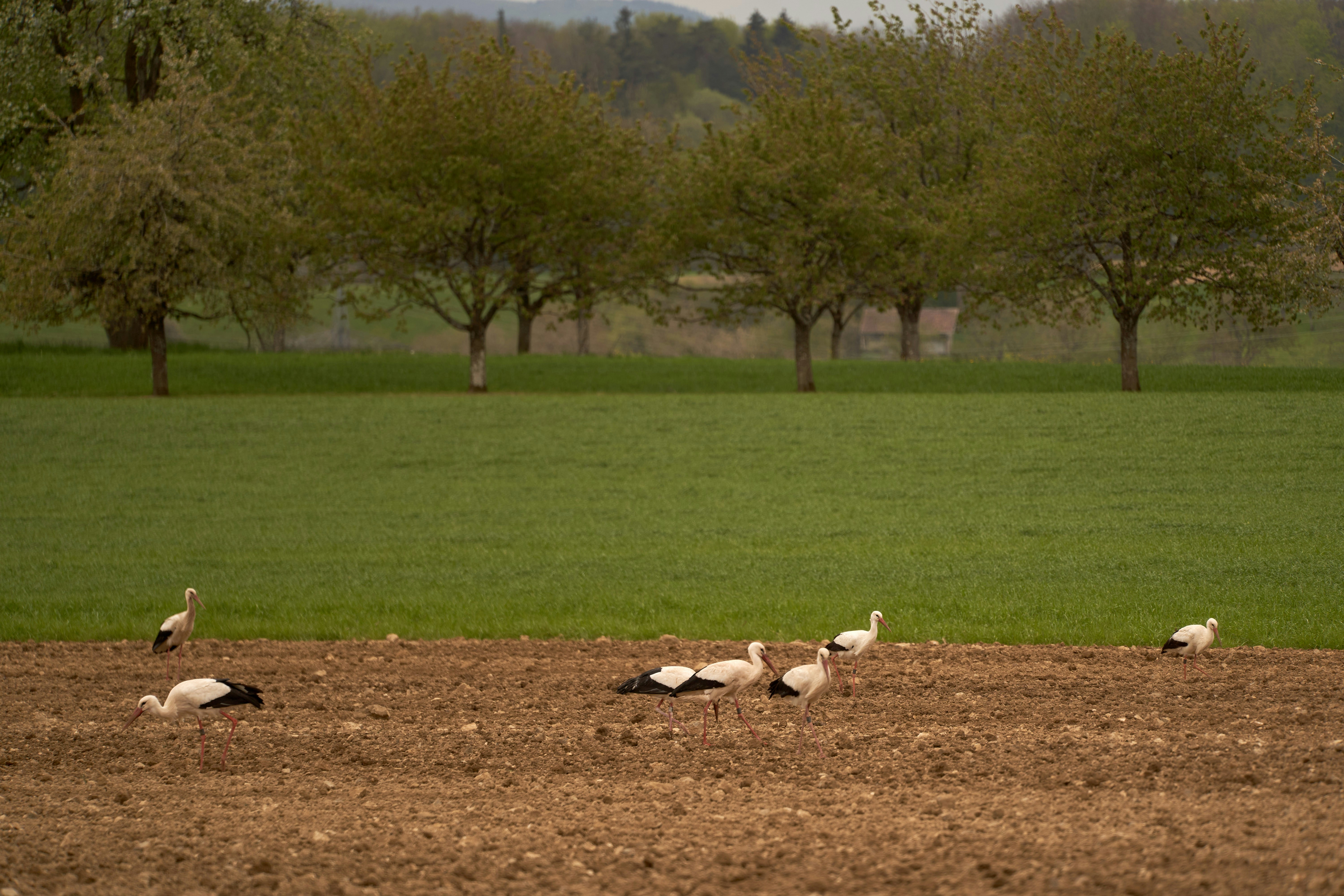 a group of birds standing on top of a dirt field