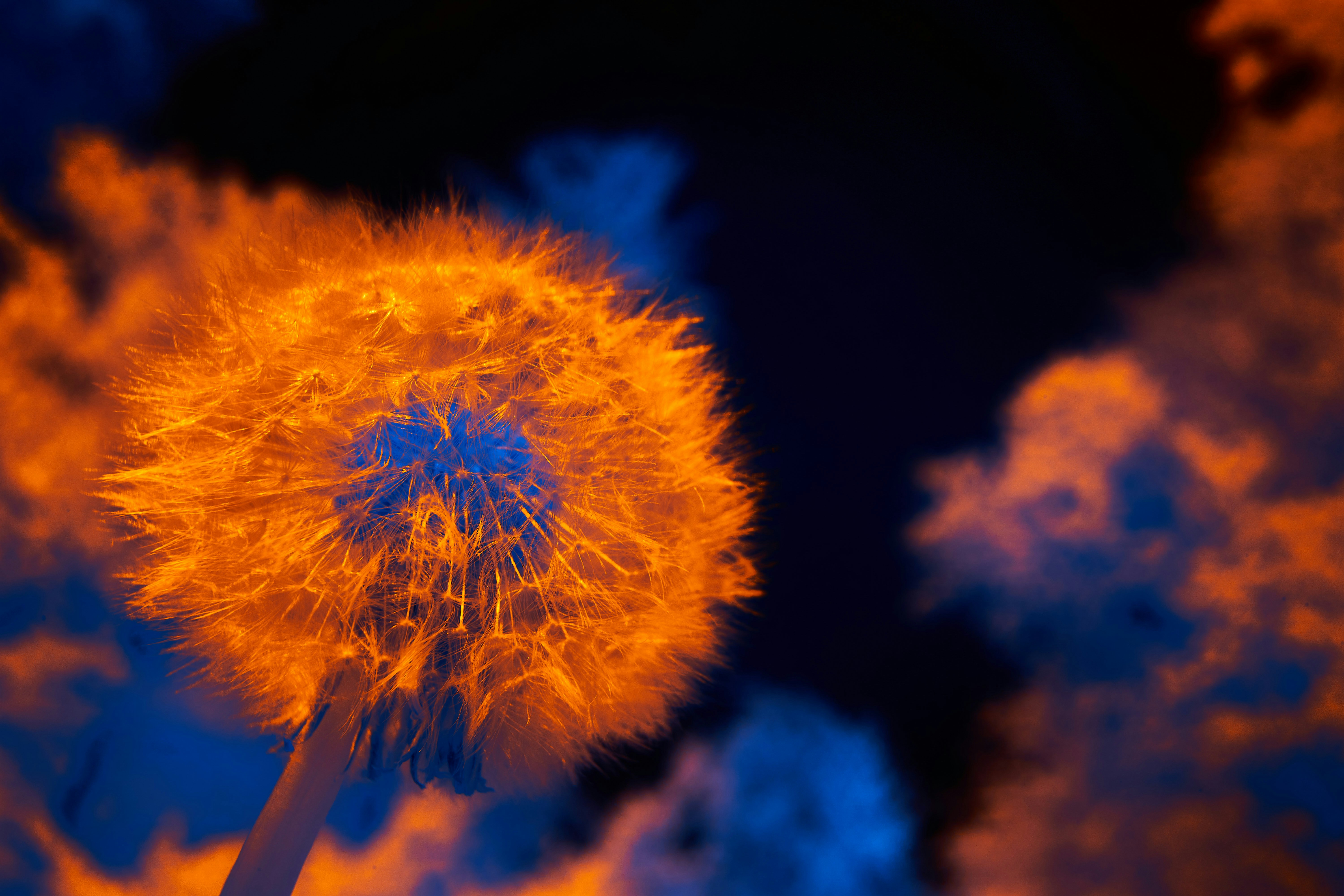 Emberdandelion: Macro Glow Amid Blue Velvet Backdrop