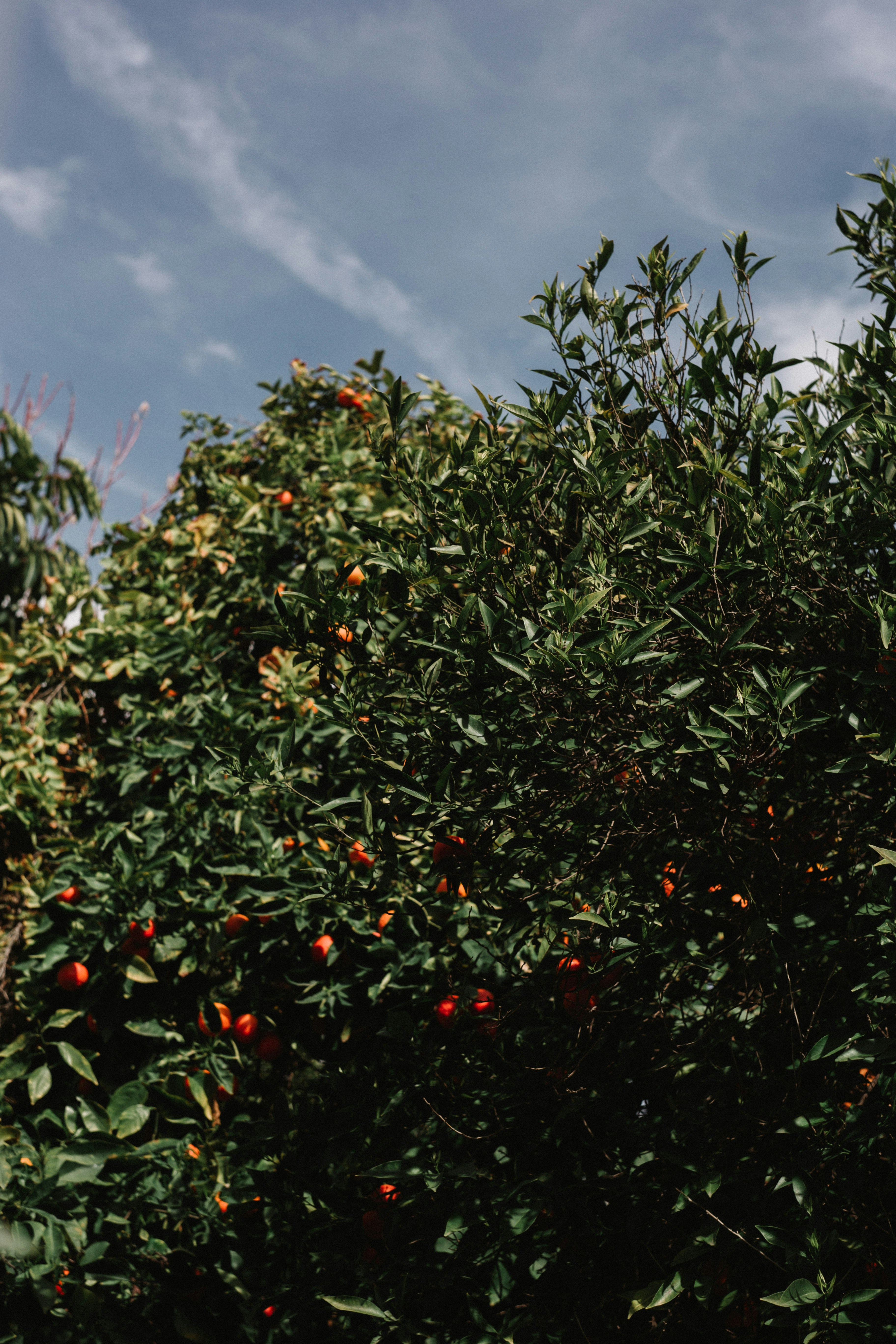 Un arbre rempli de beaucoup d’oranges sous un ciel bleu photo – Photo ...