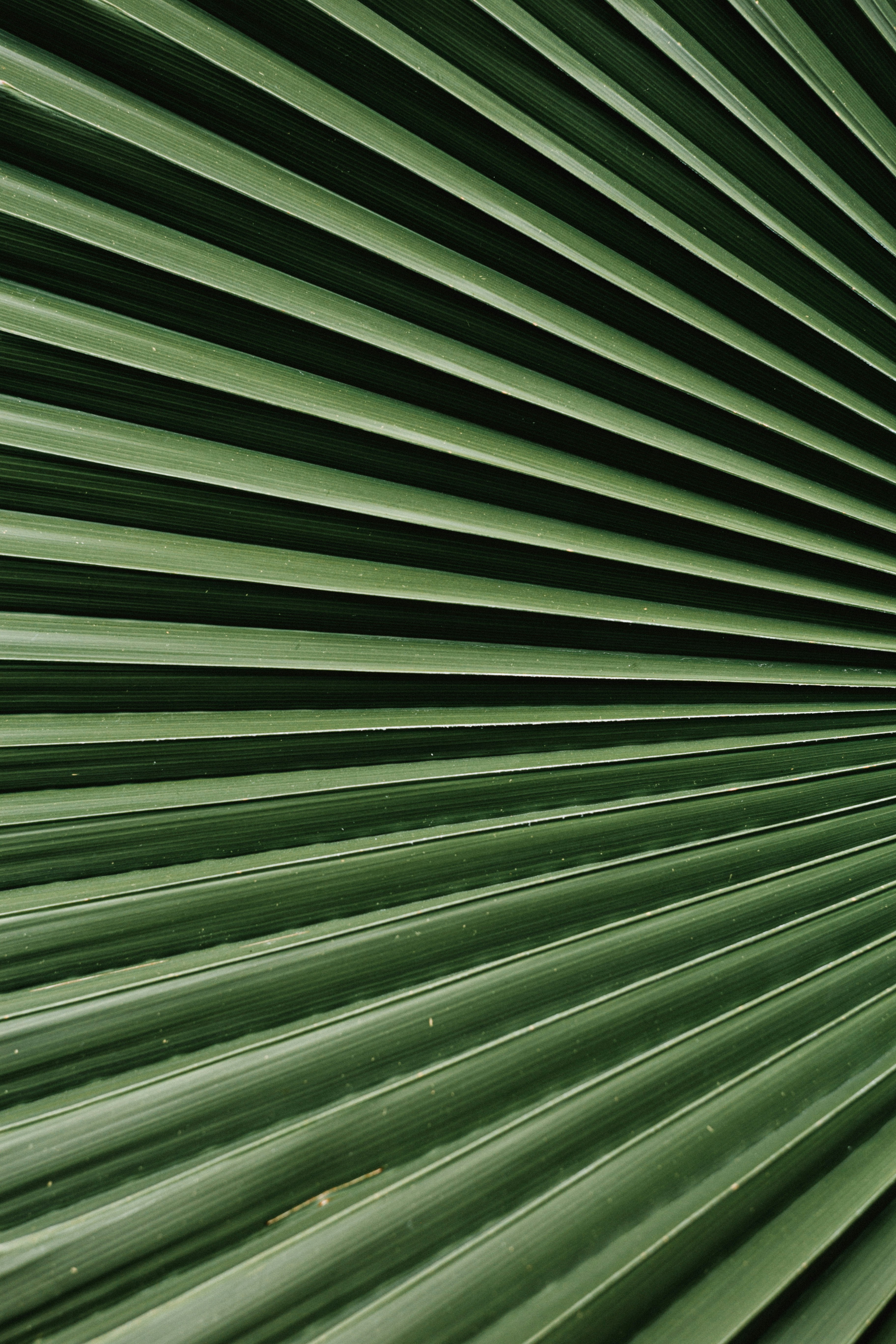 a close up of a green palm leaf
