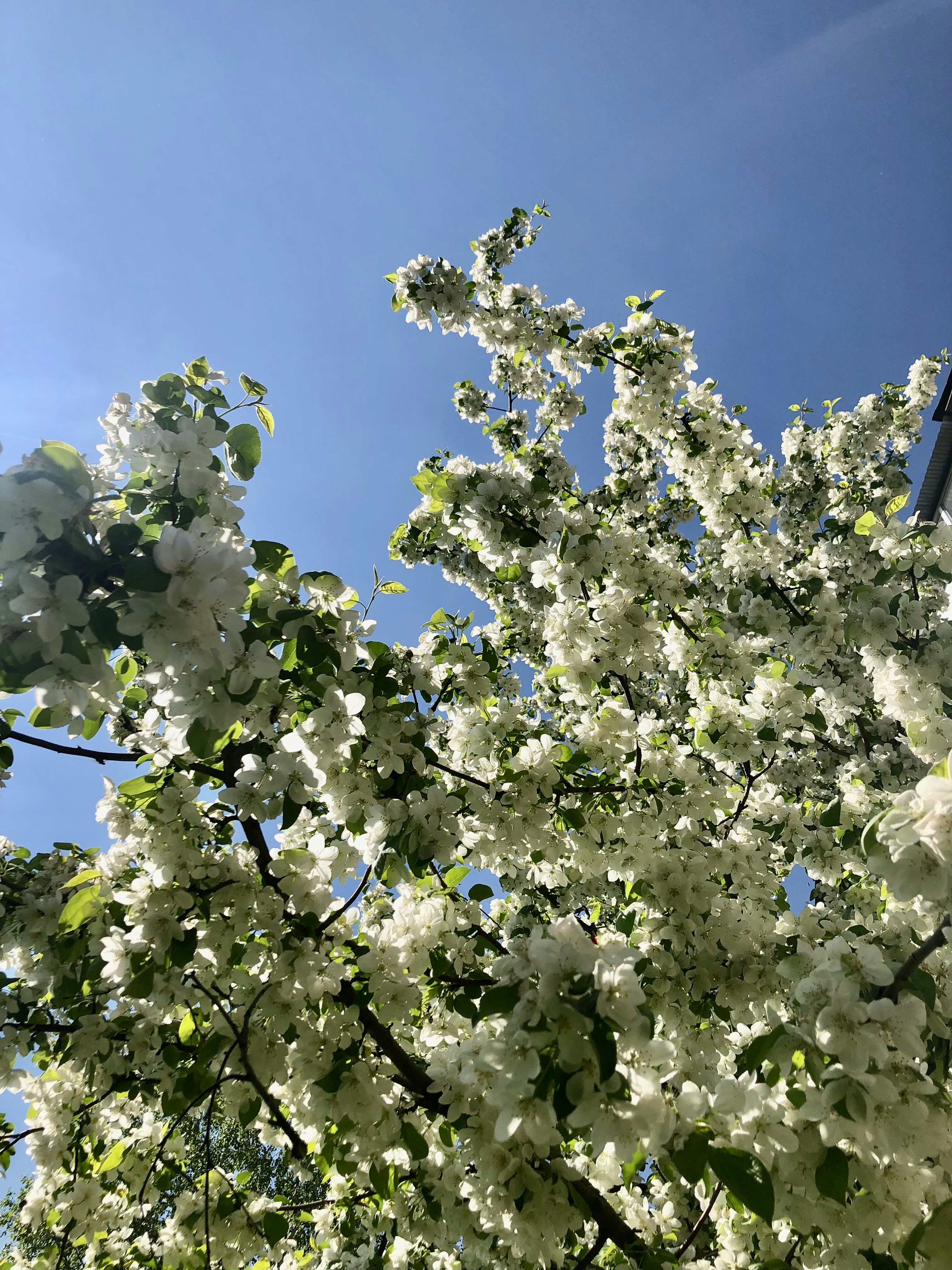a tree with white flowers and green leaves