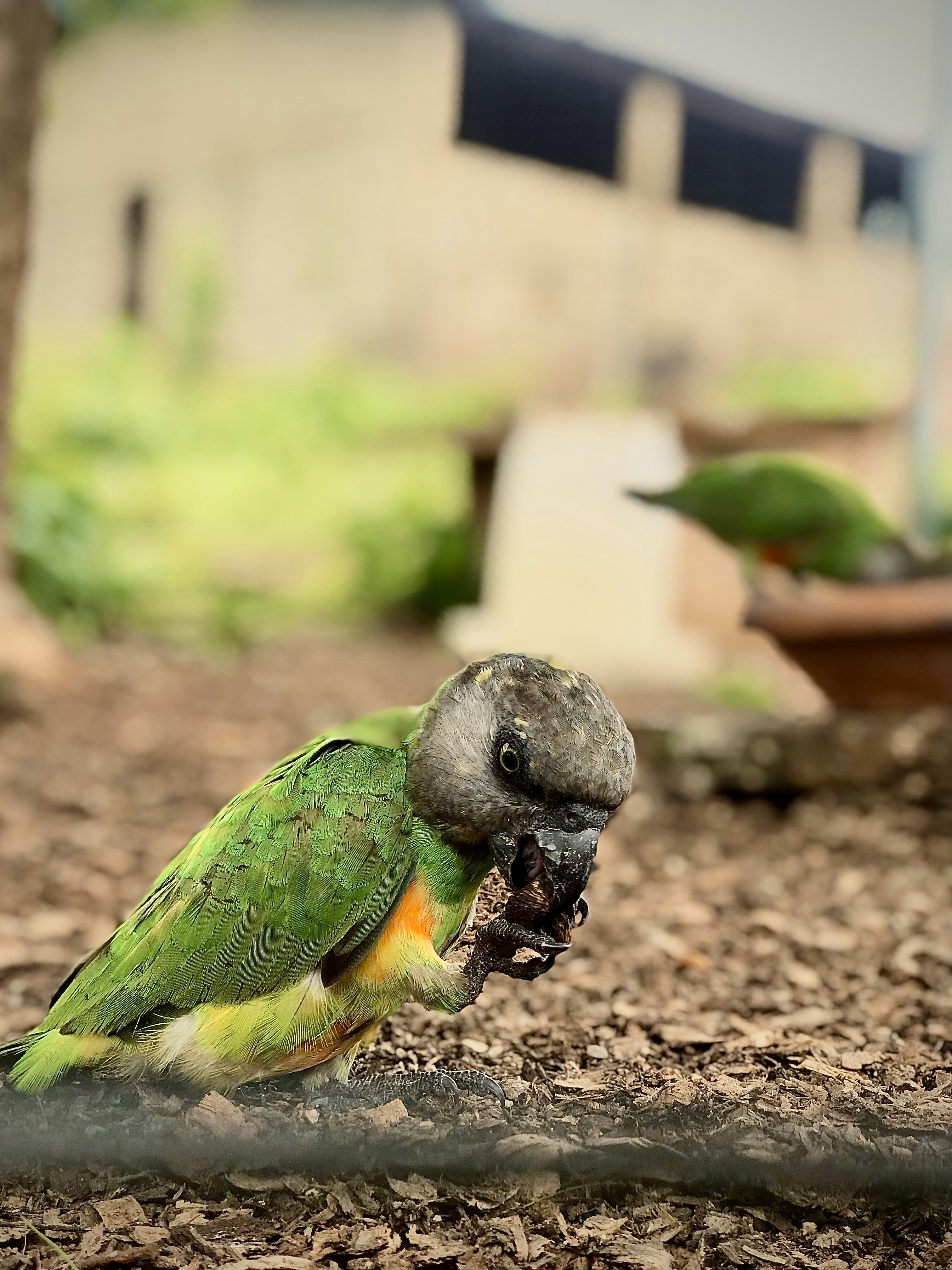 Parrots Eating