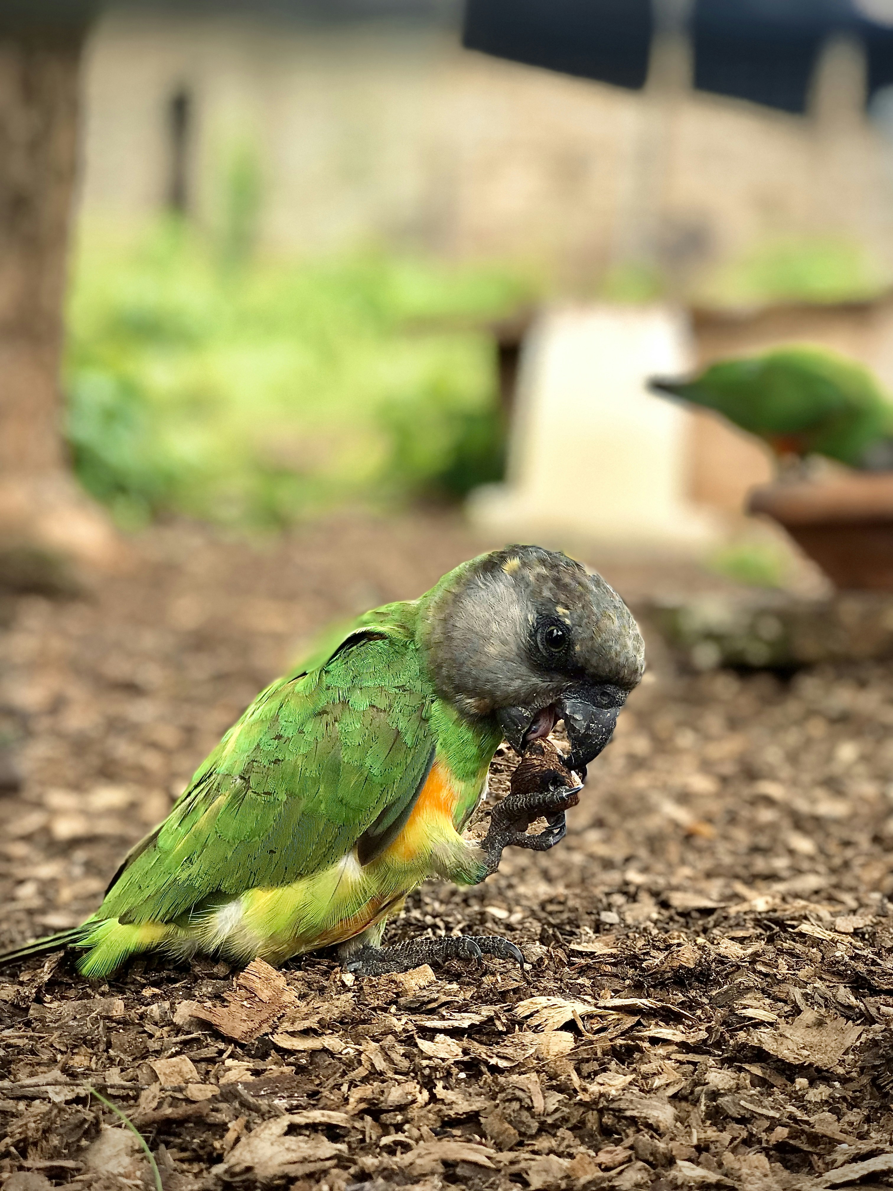 A vibrant green parrot foraging on the ground, holding a piece of food in its beak. Another parrot is blurred in the background, adding depth to the scene.