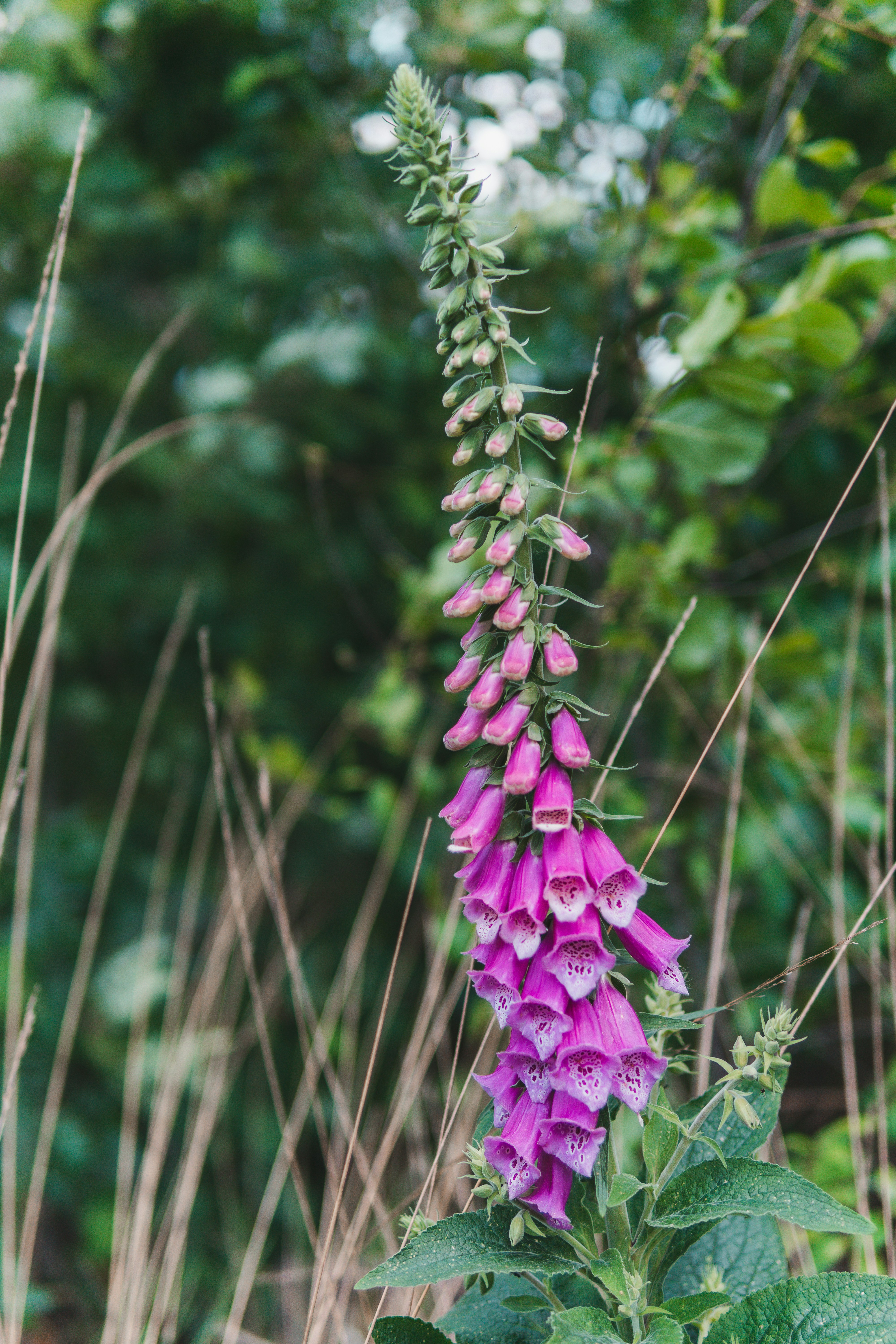Purple Foxglove Towering in a Quiet Meadow