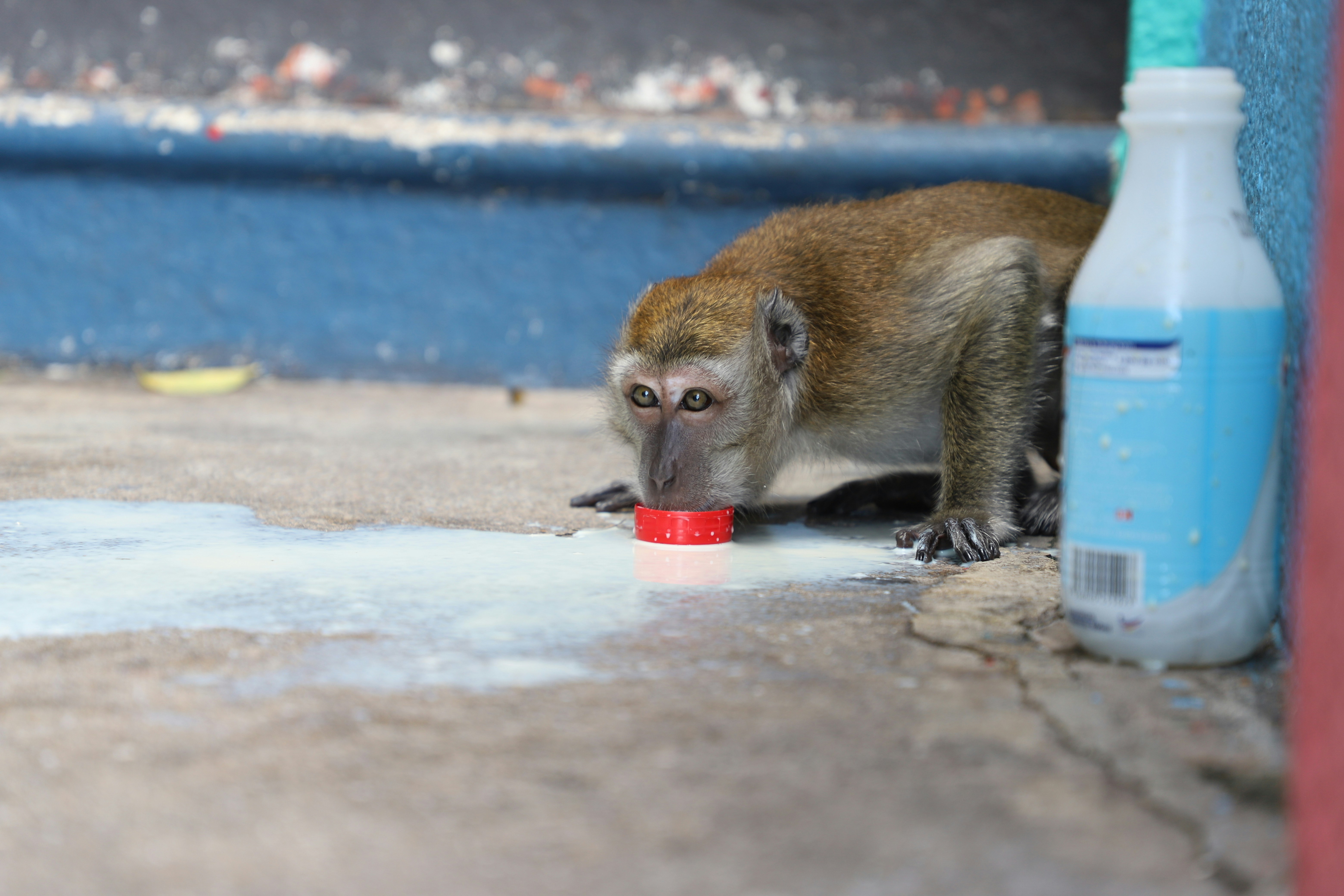 Playful Proximity: A Monkey with a Red Cap on the Ground