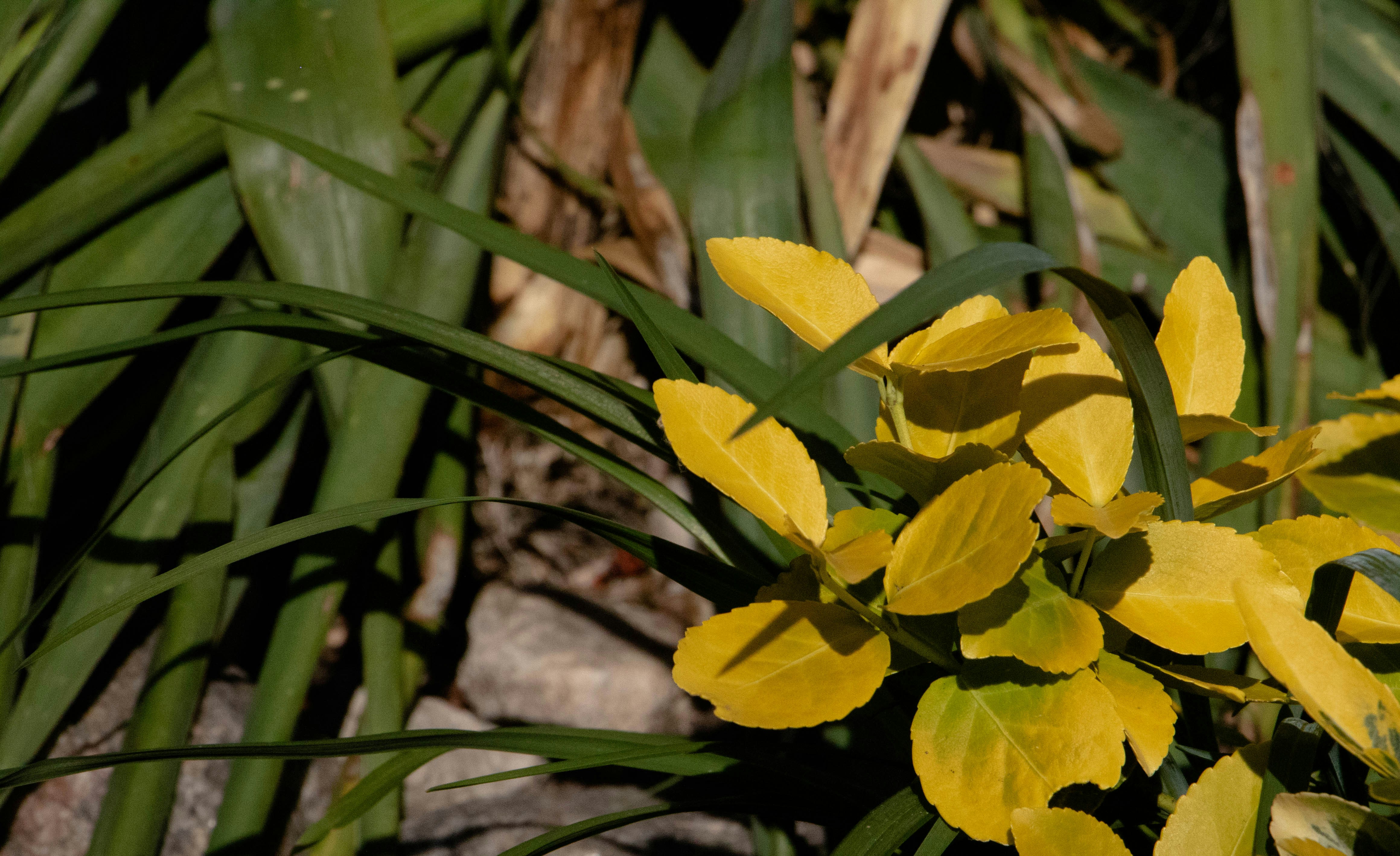 a close up of a plant with yellow flowers