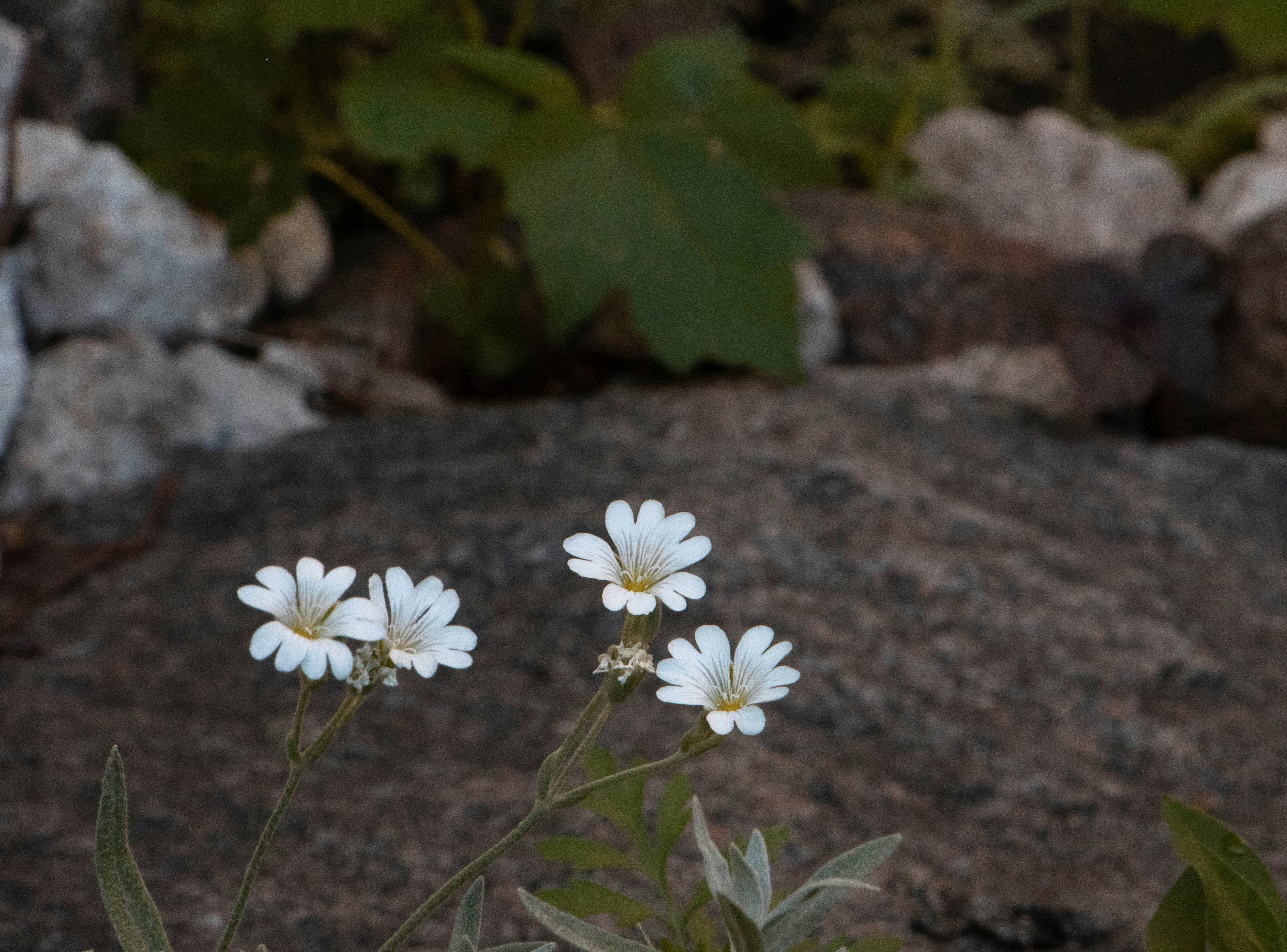 White wildflowers threading through a rocky backdrop
