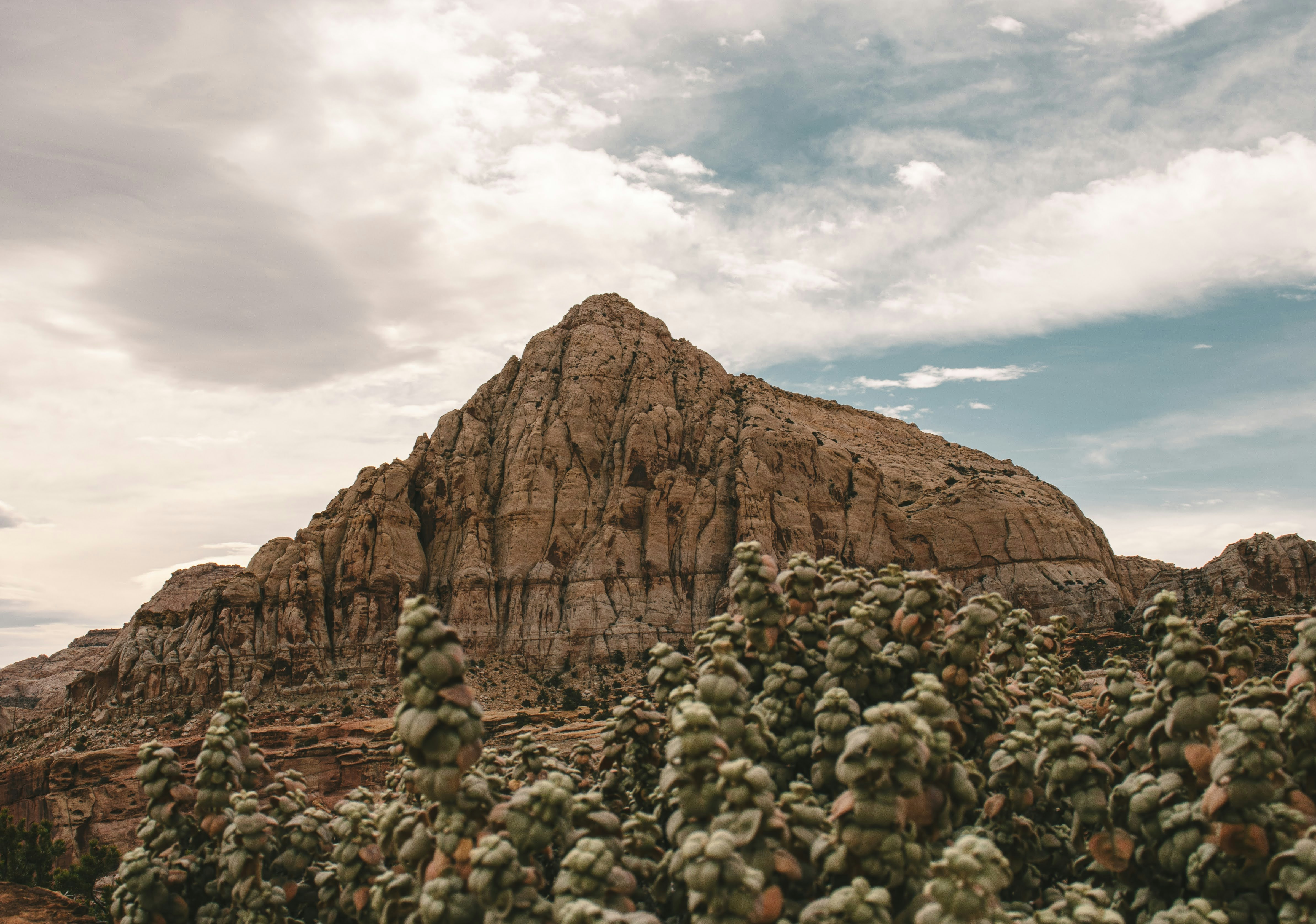 This captivating image showcases a towering rock formation set against a dramatic, cloud-filled sky in a desert landscape. The foreground is filled with lush, green desert plants, creating a striking contrast with the earthy tones of the rugged cliff. The soft, diffused lighting enhances the texture of the rocks, highlighting their intricate details and creating a serene yet awe-inspiring atmosphere.