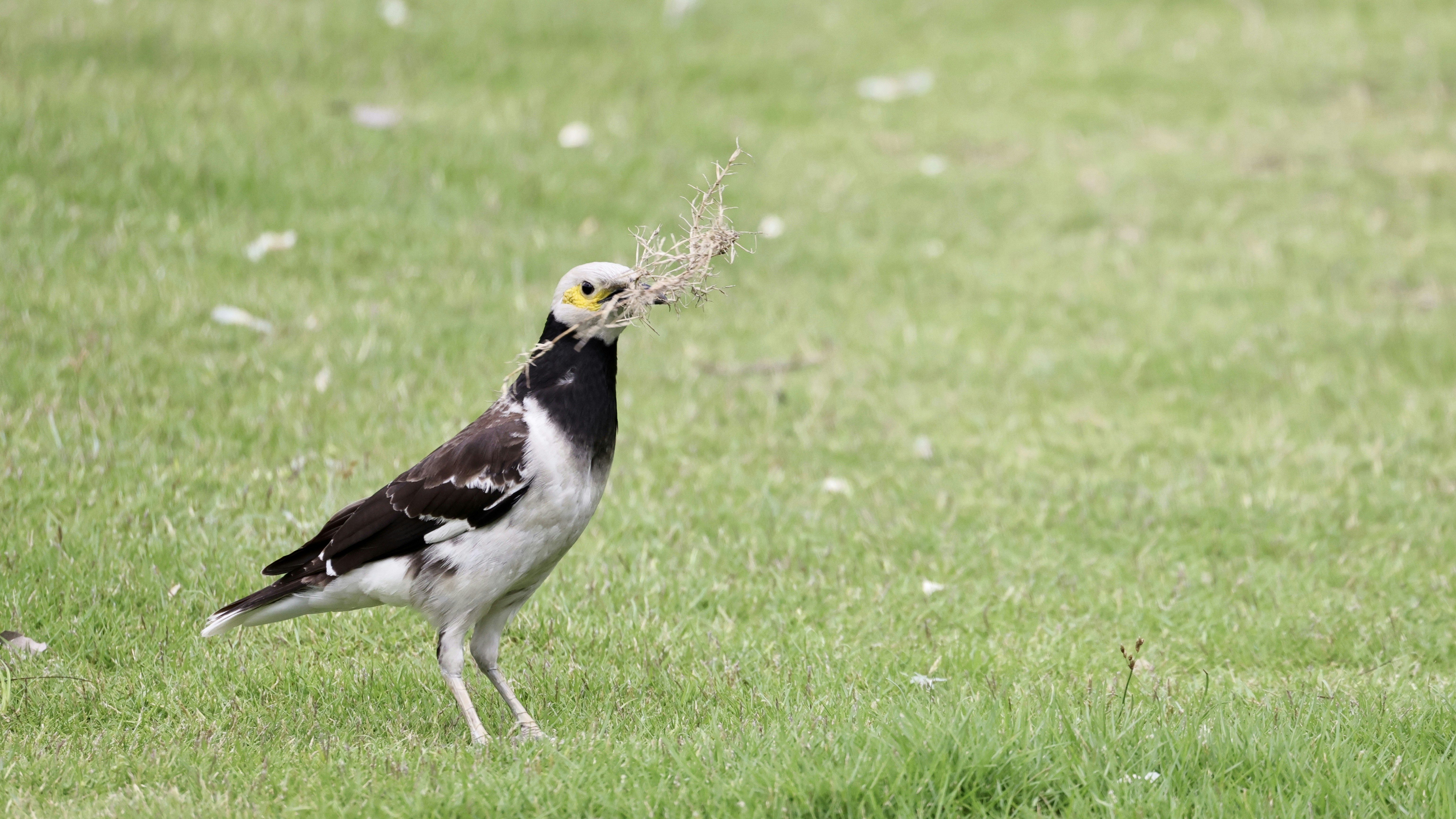 a bird standing on top of a lush green field
