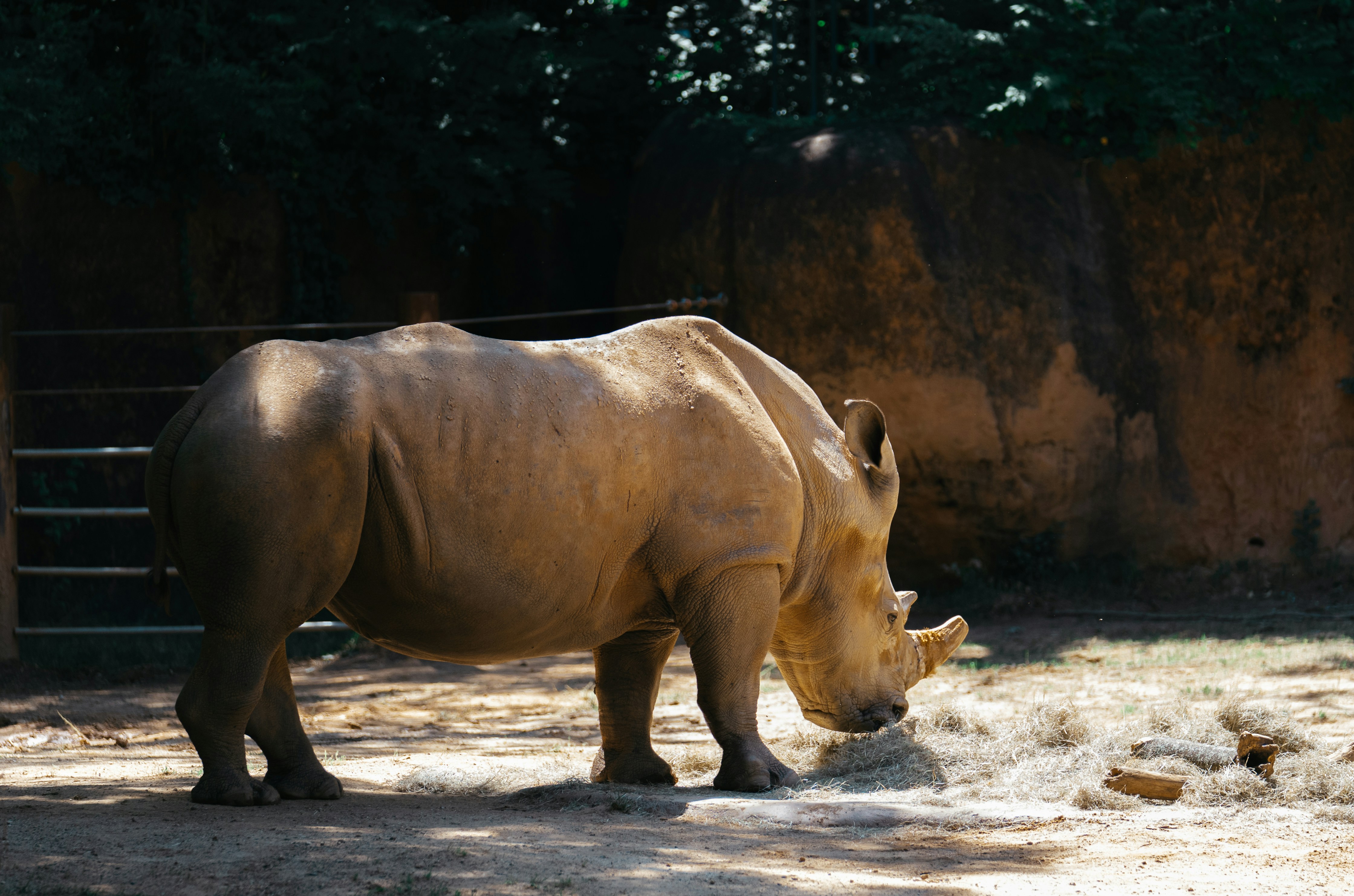 Gentle Giant: The Rhino's Afternoon Feast