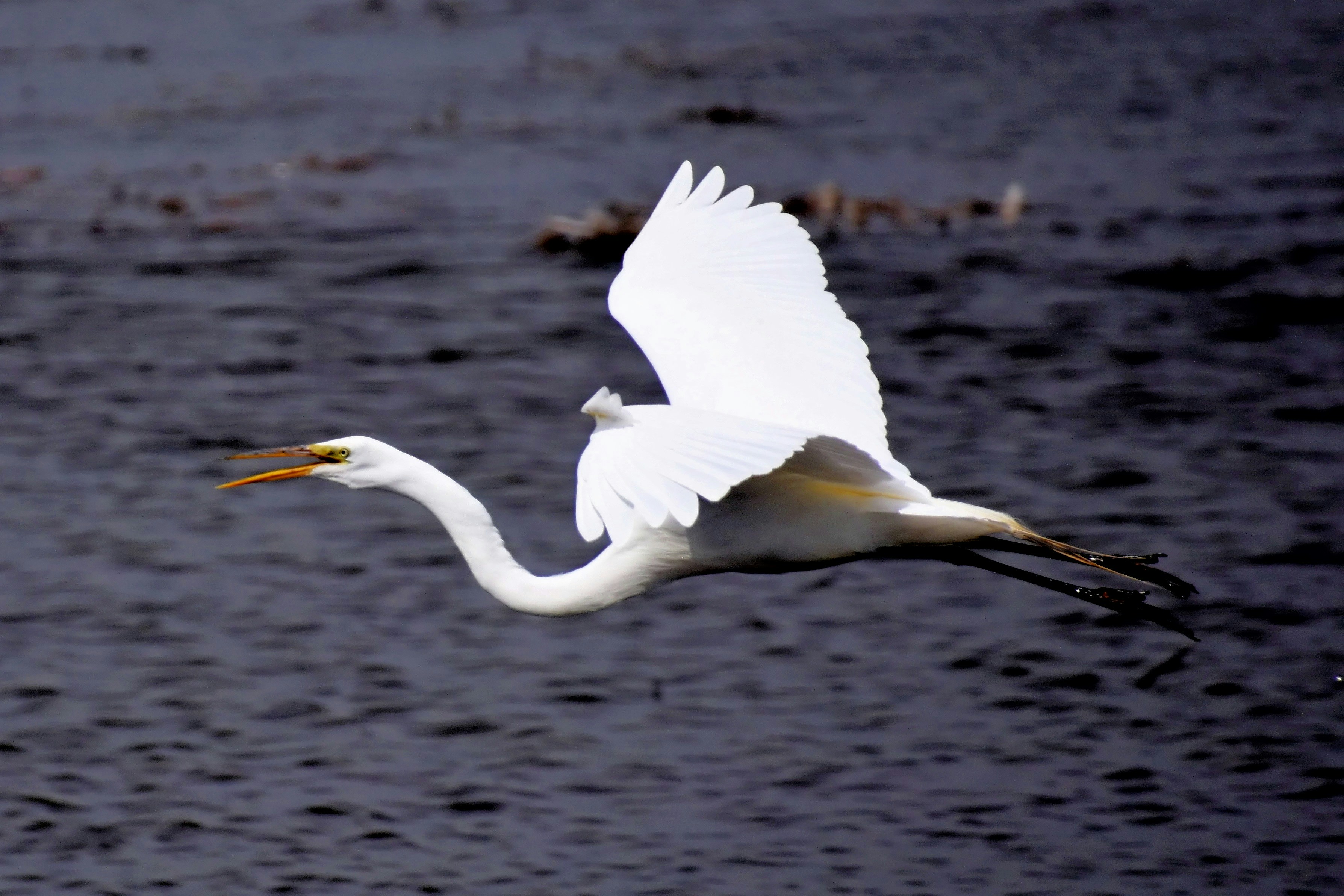 A white bird flying over a body of water photo – Free Collingwood Image ...