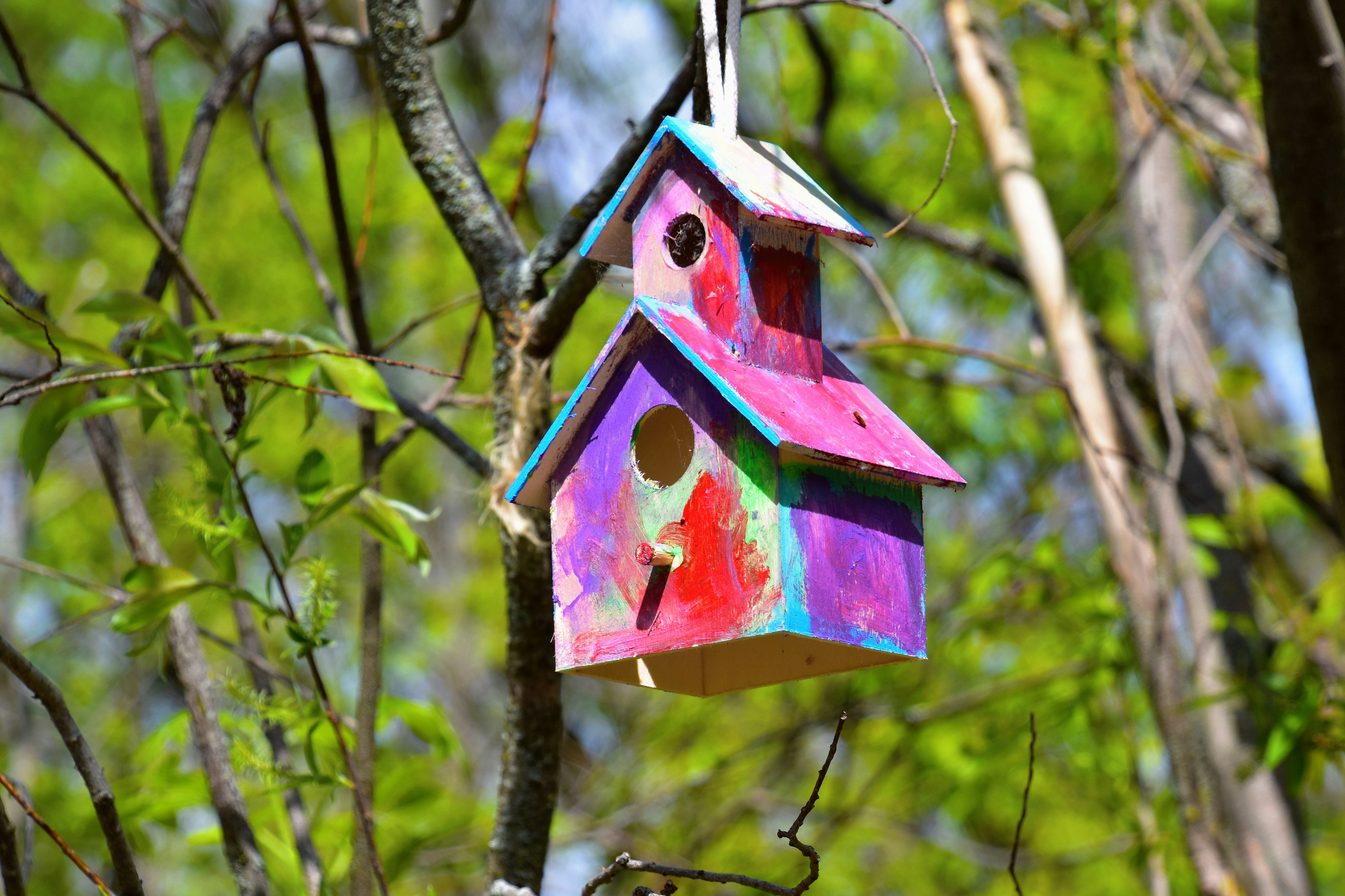 Vivid Birdhouse in Blooming Orchard