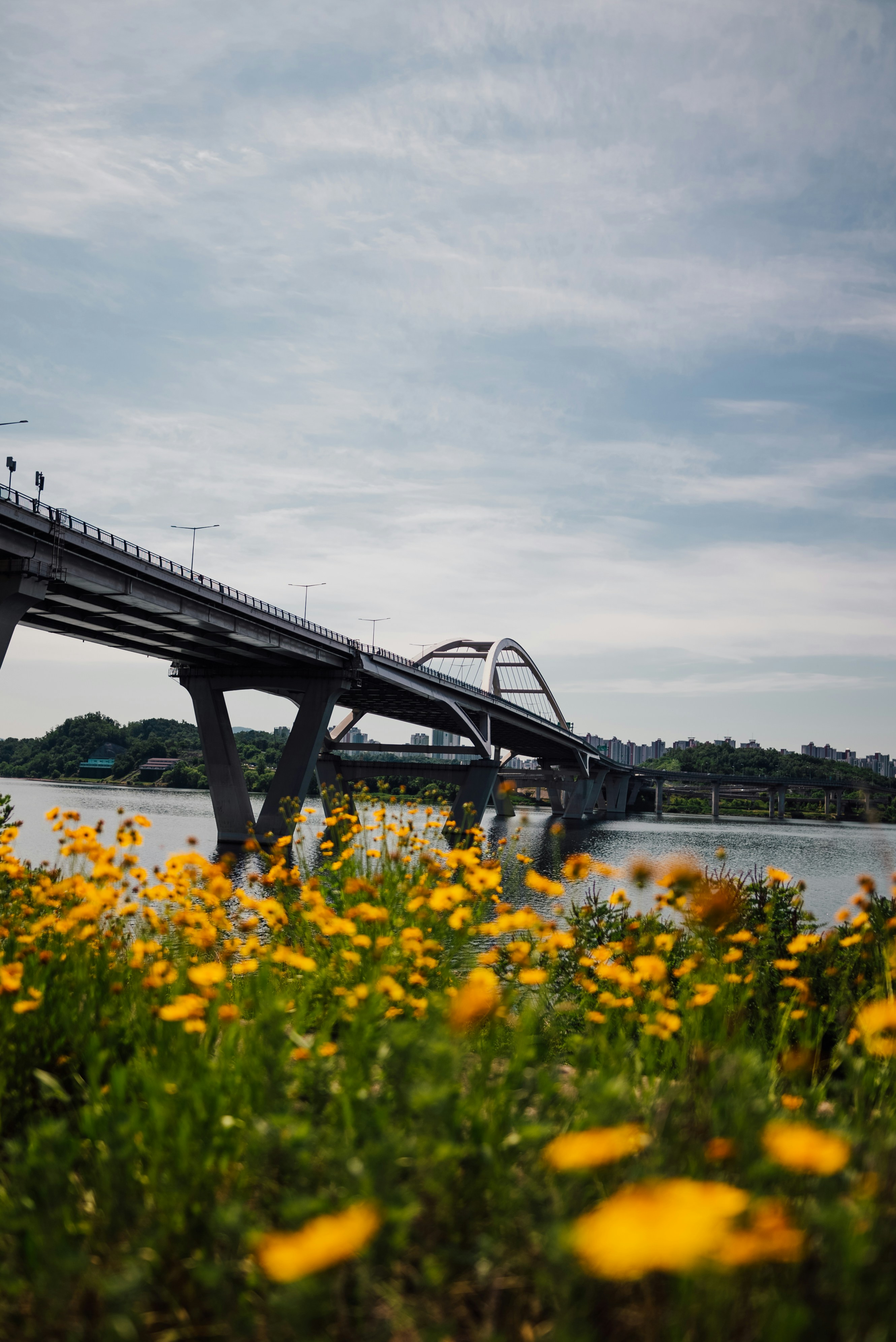 A modern bridge arches over a serene river, framed by vibrant wildflowers in the foreground. The scene captures the harmony between infrastructure and nature.