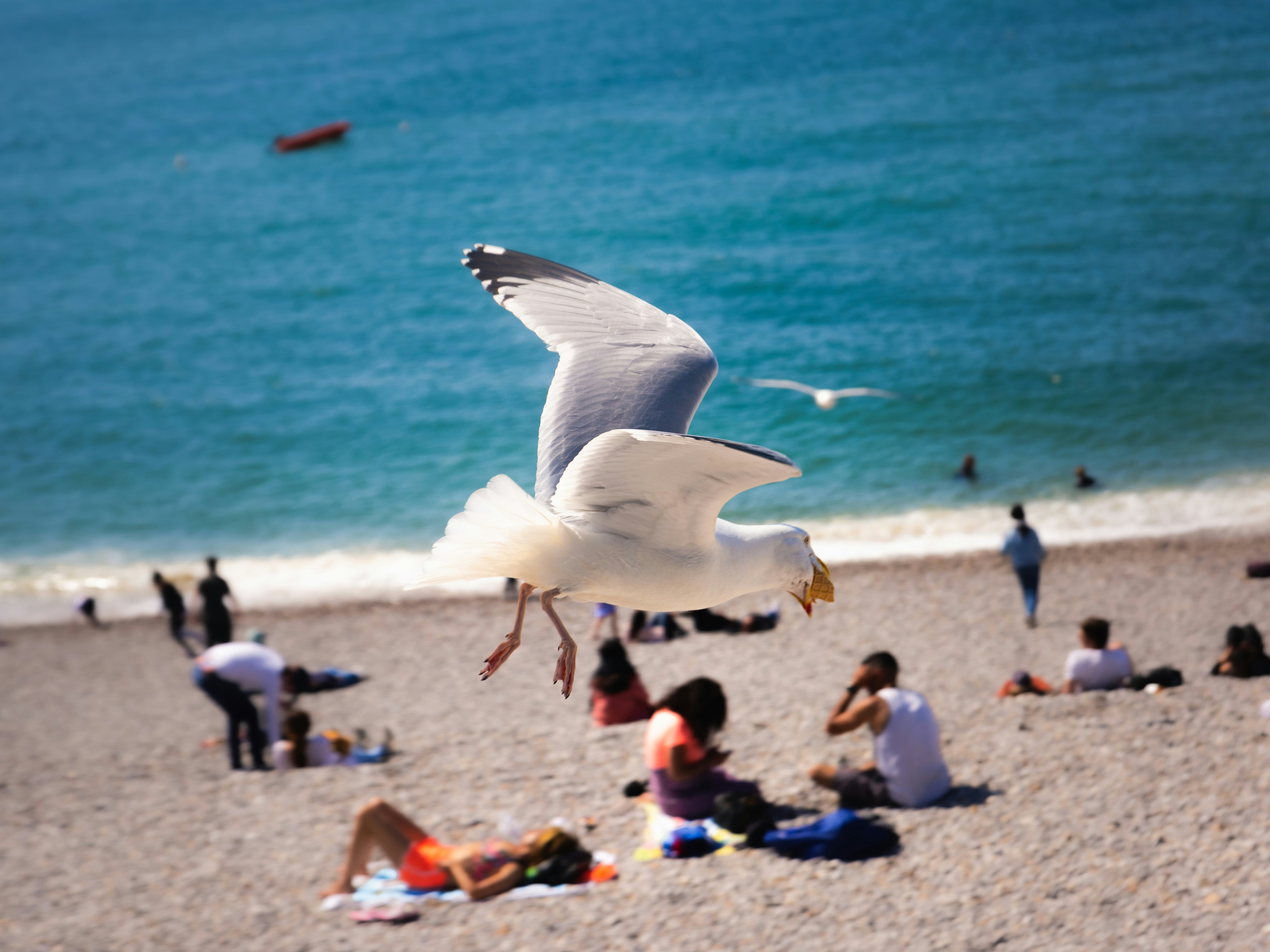 Midair Seagull over a Sunlit Beach Balcony