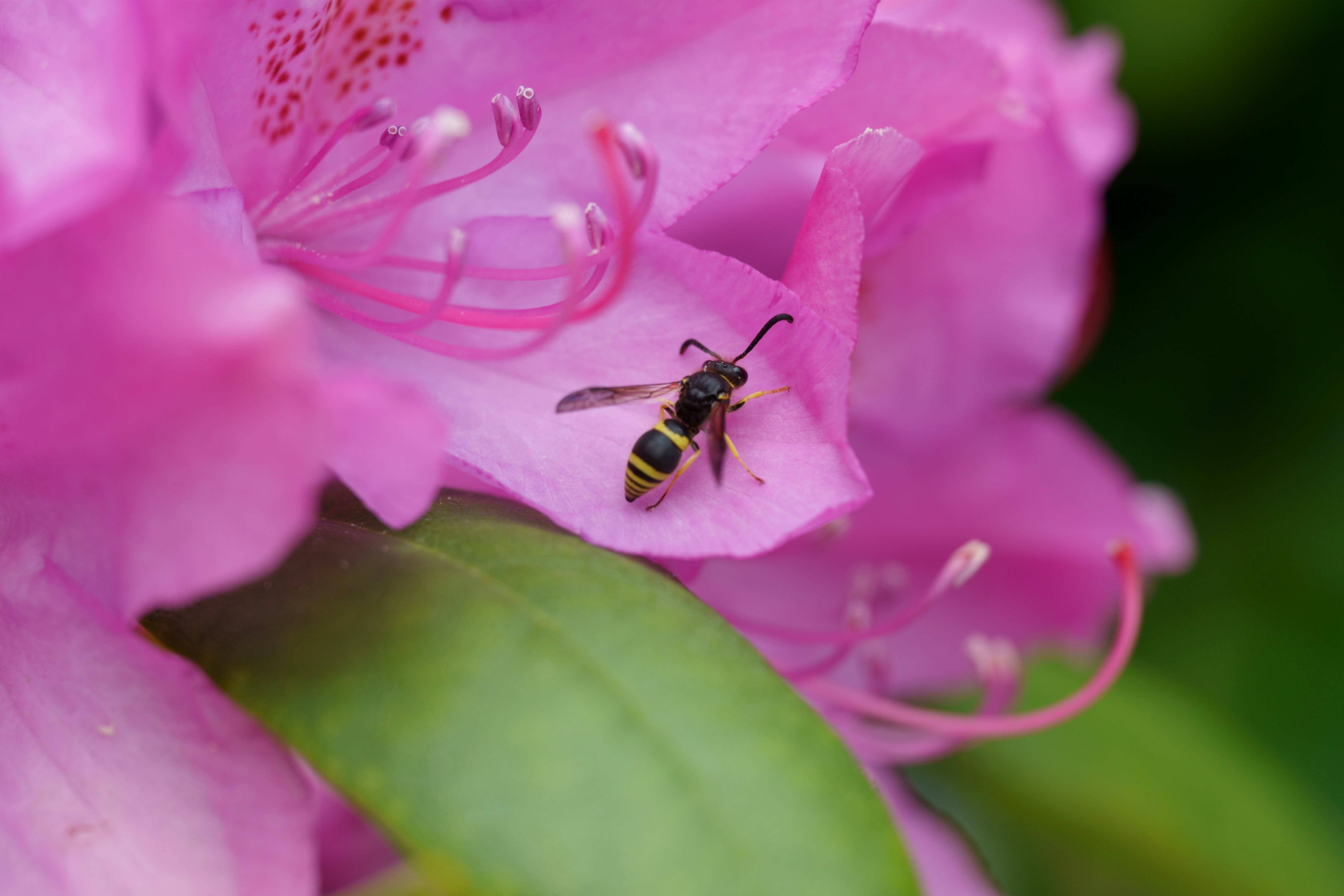 A bee perched on a delicate pink rhododendron petal, surrounded by lush green leaves. The intricate details of the flower's structure are highlighted.