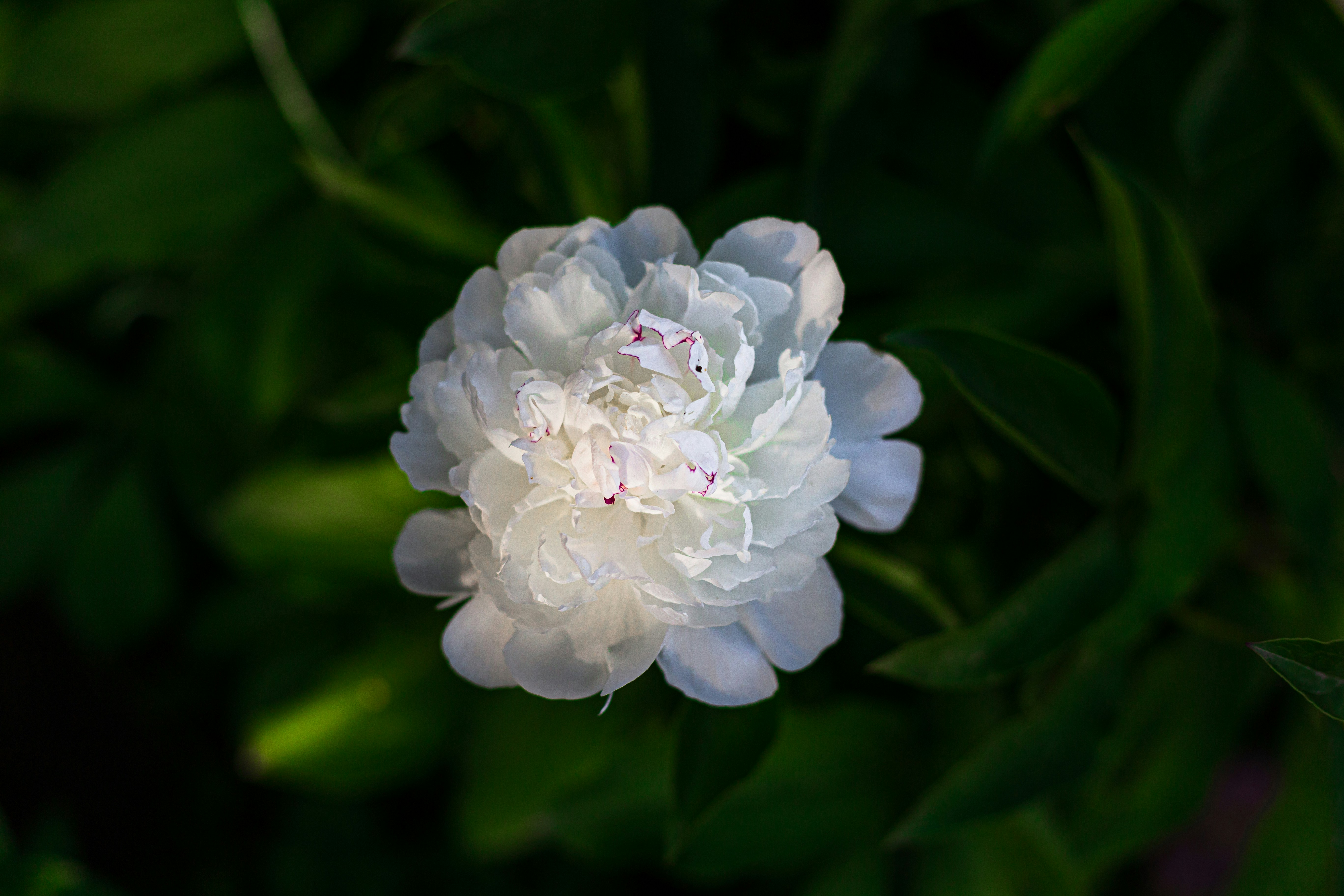 Center Stage Peony: A White Blossom Surrounded by Velvet Green
