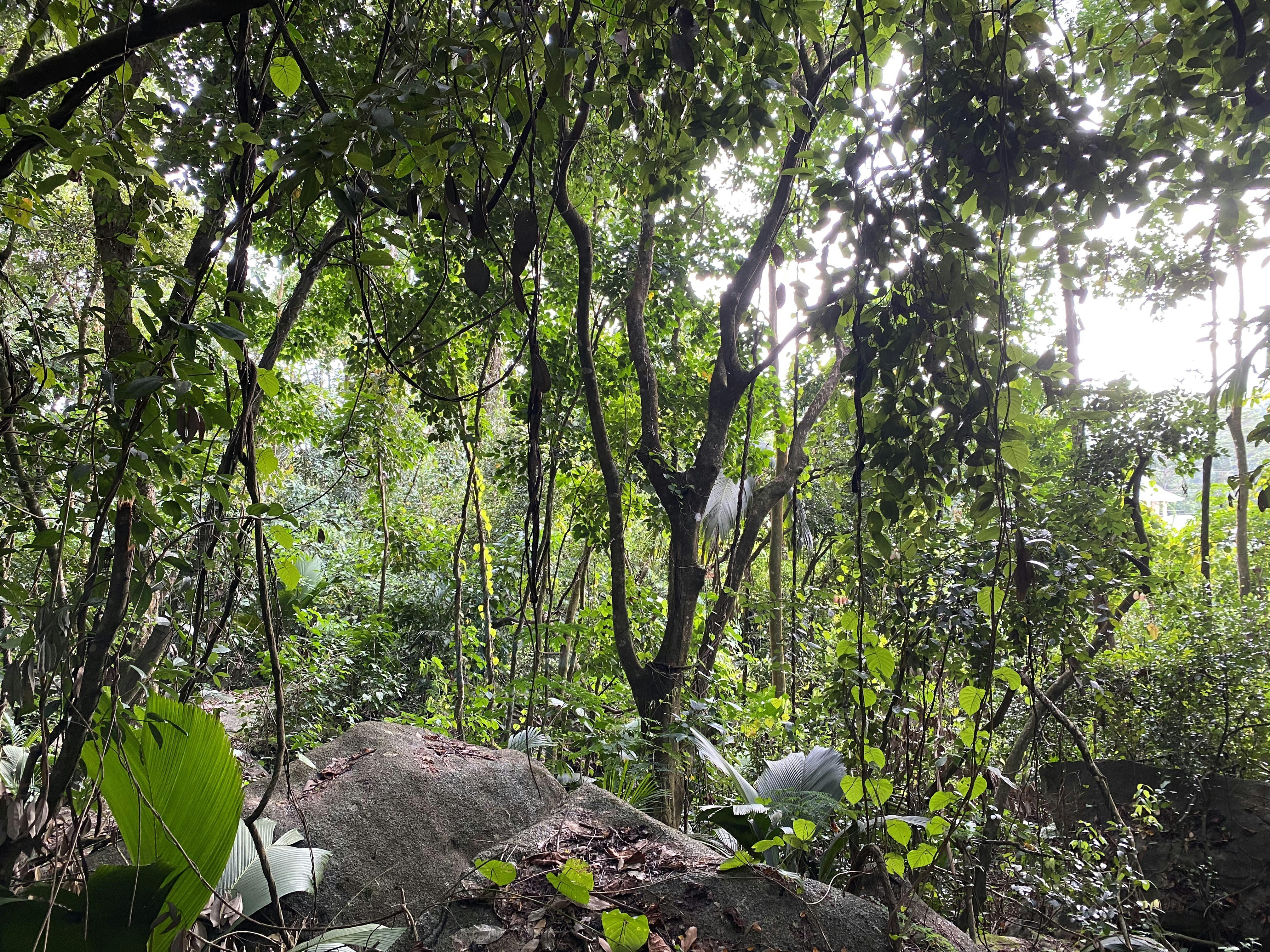 Dense forest with abundant greenery and sunlight filtering through leaves.