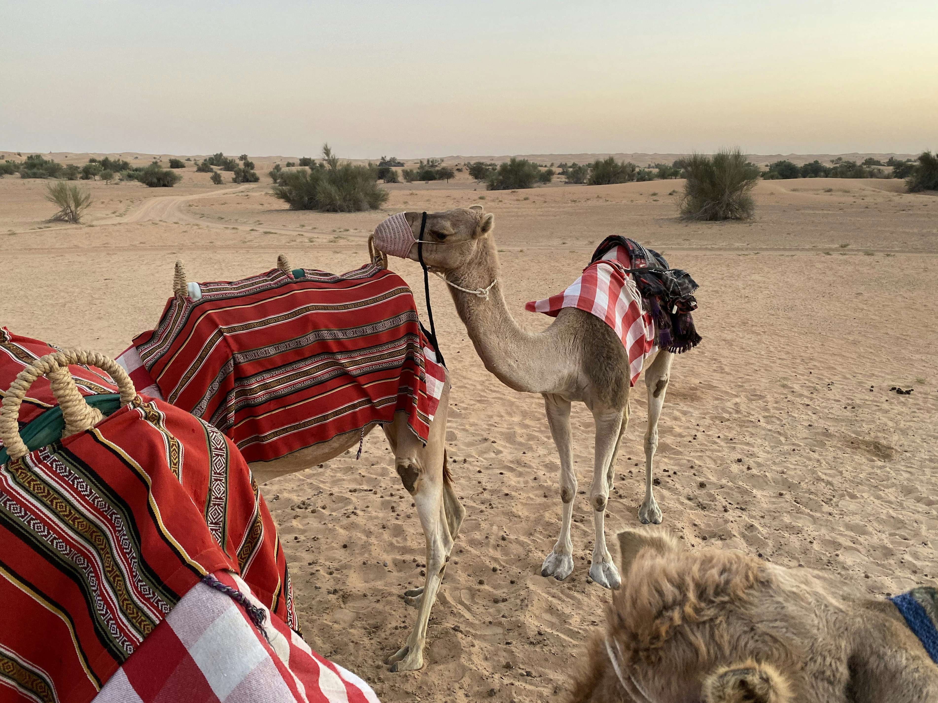 Desert Caravan: Camels Rest Under Painted Sand