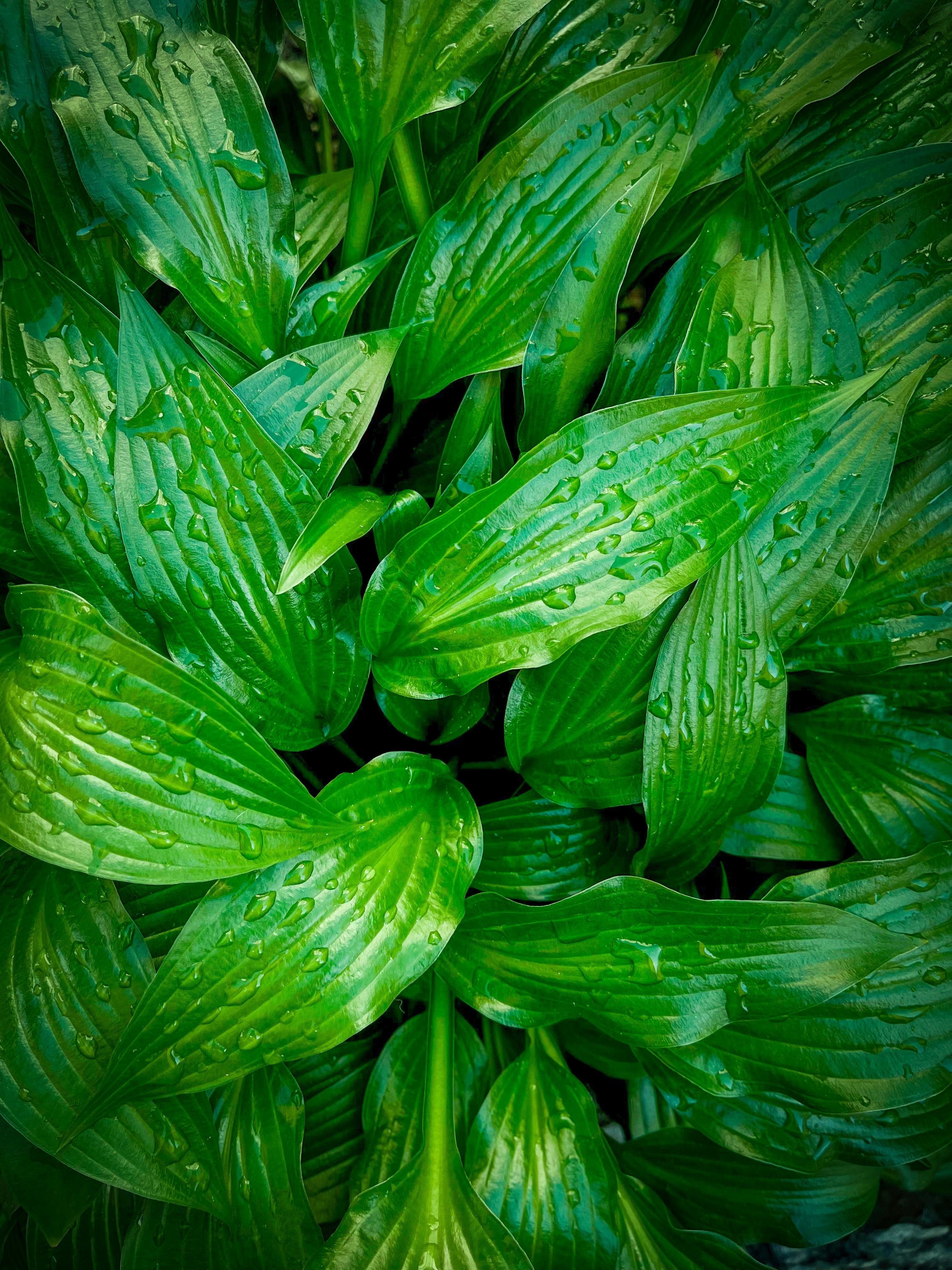 Close-up of vibrant green leaves adorned with droplets of water, showcasing intricate textures and patterns. Ideal for illustrating the beauty of natural foliage.