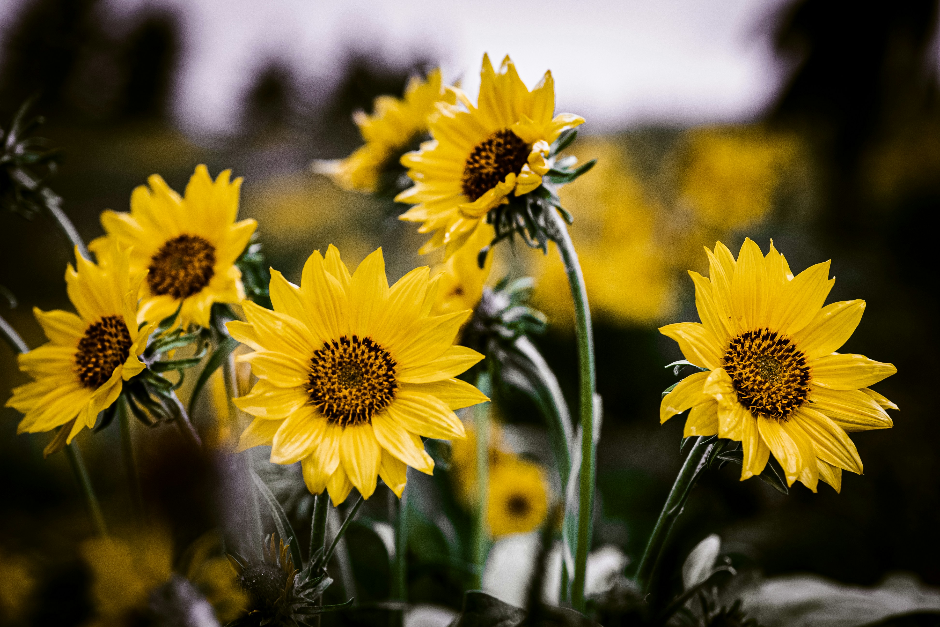 Vibrant yellow sunflowers stand tall in contrast to a dark, blurred background.