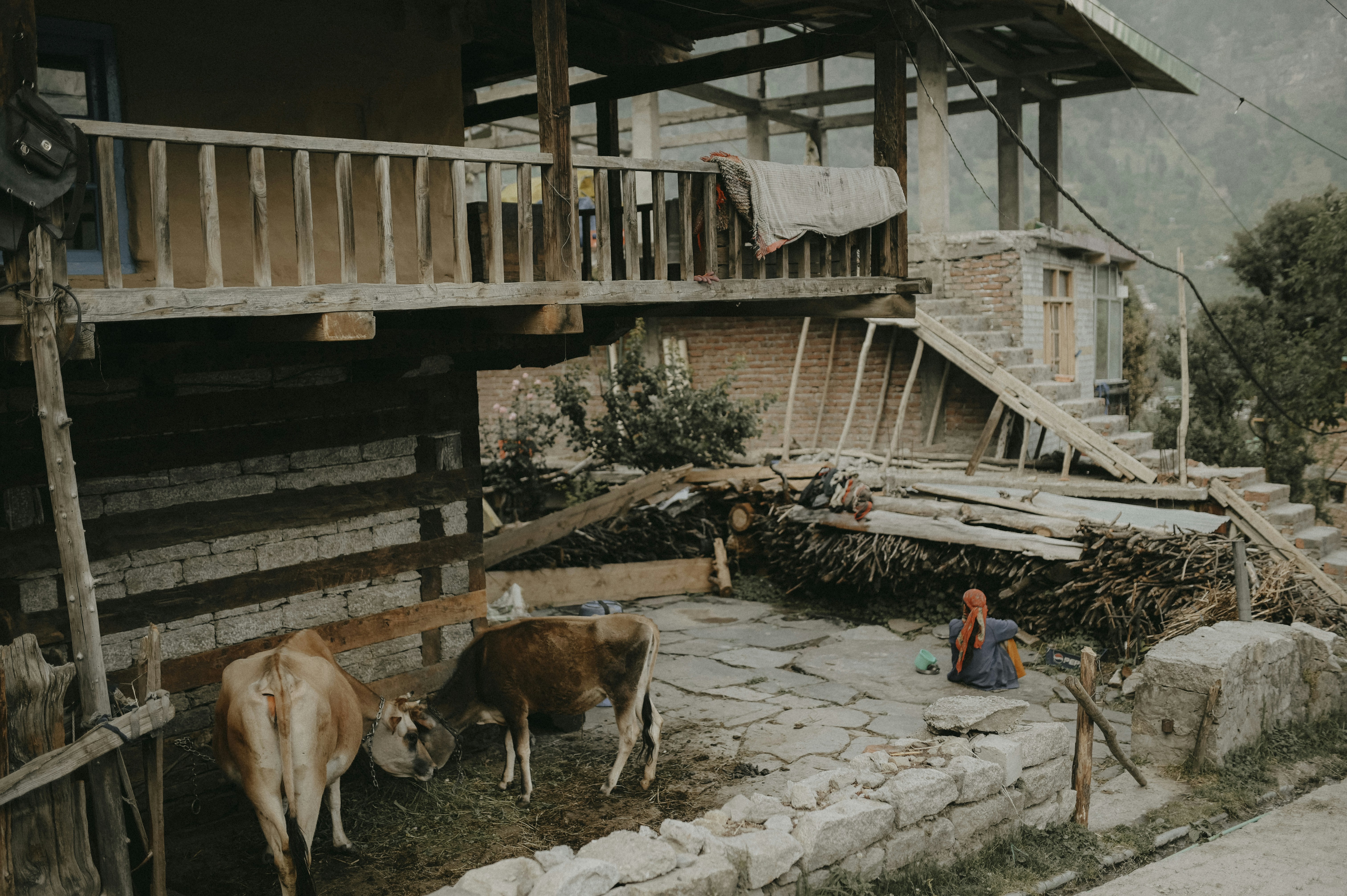 Cattle by a Weathered Timber House Along a Stone Path