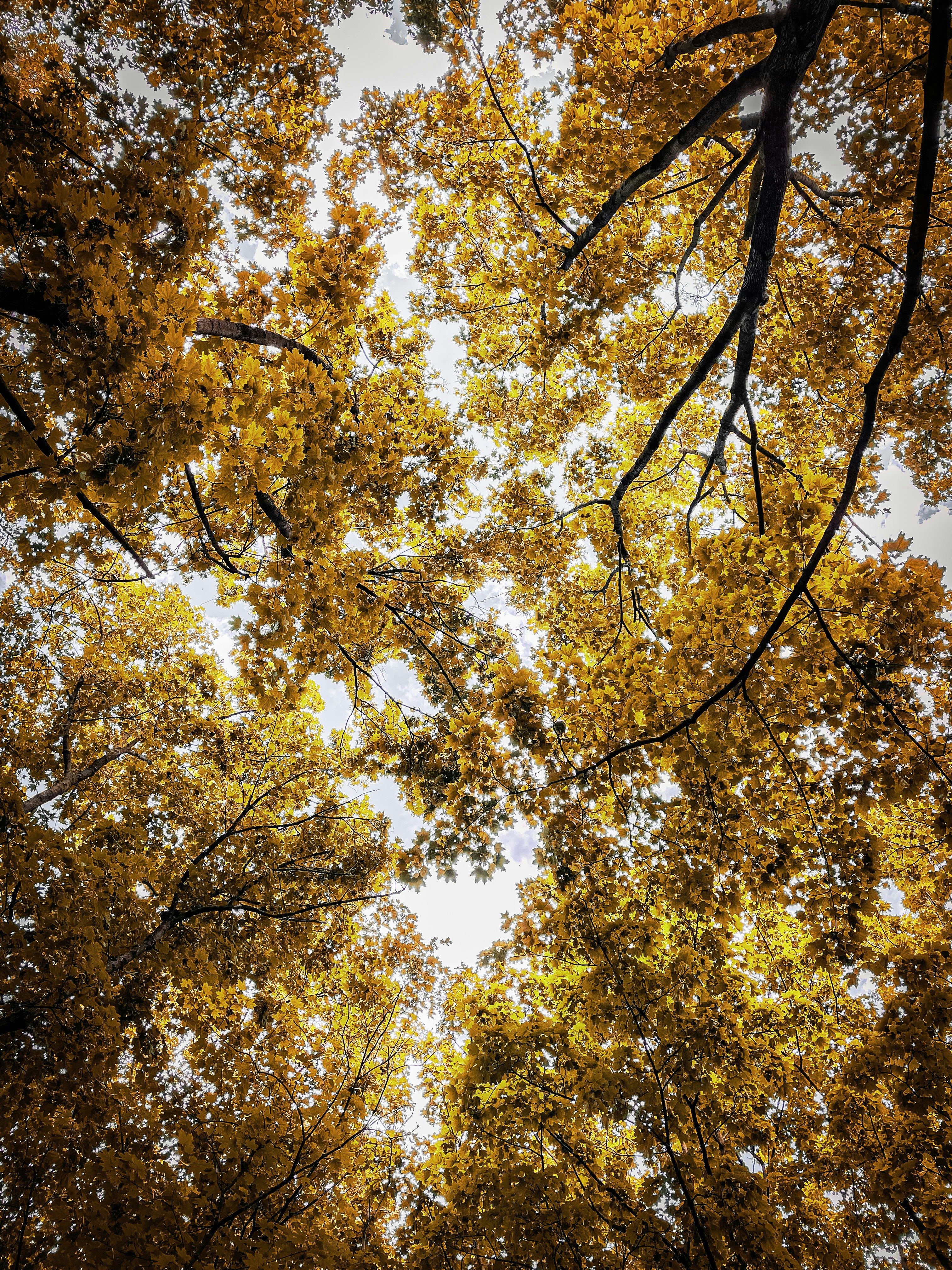 Vibrant yellow leaves create a stunning canopy overhead, interspersed with branches against a bright sky.