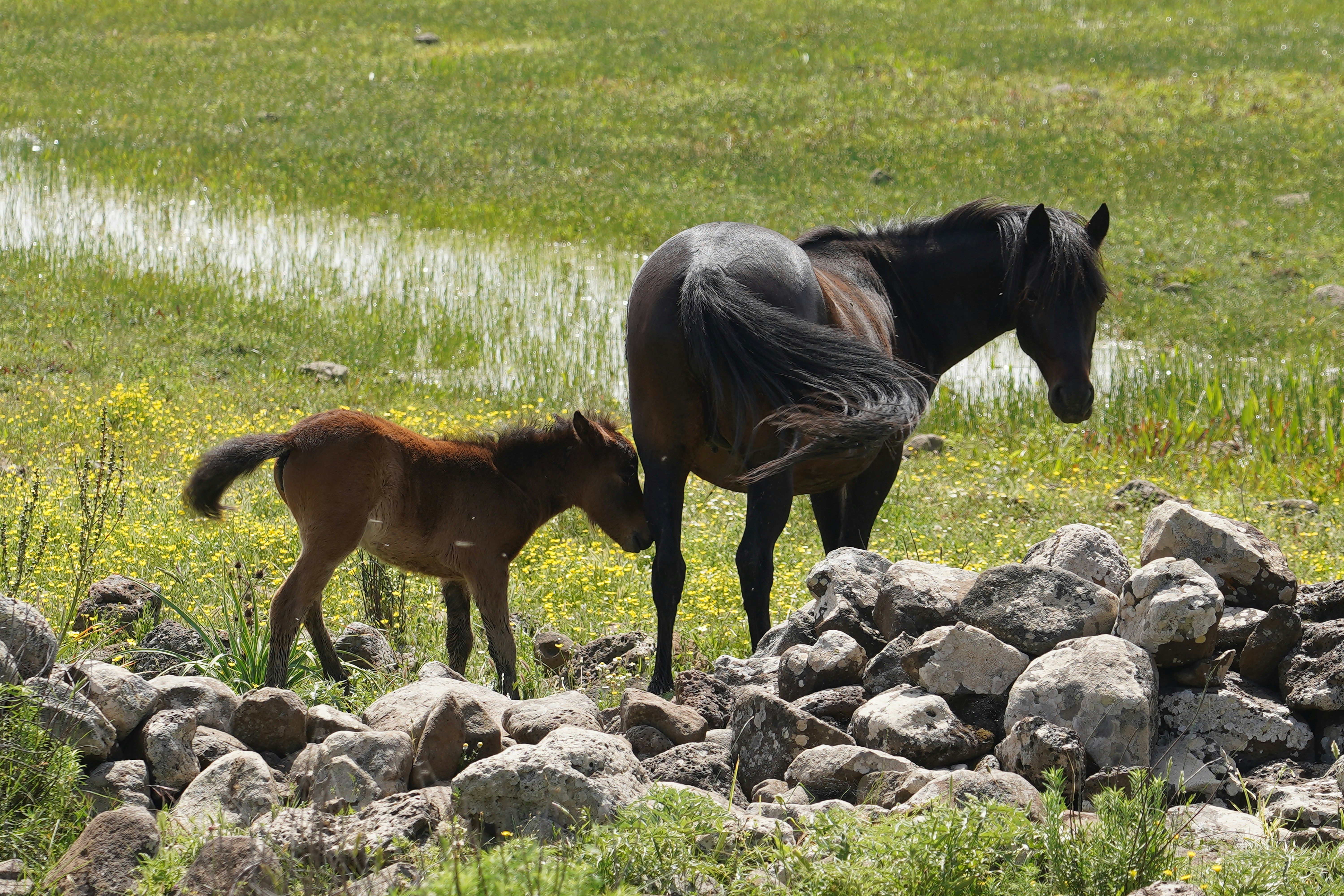 Un bébé cheval debout à côté d’un cheval adulte photo – Image gratuite ...