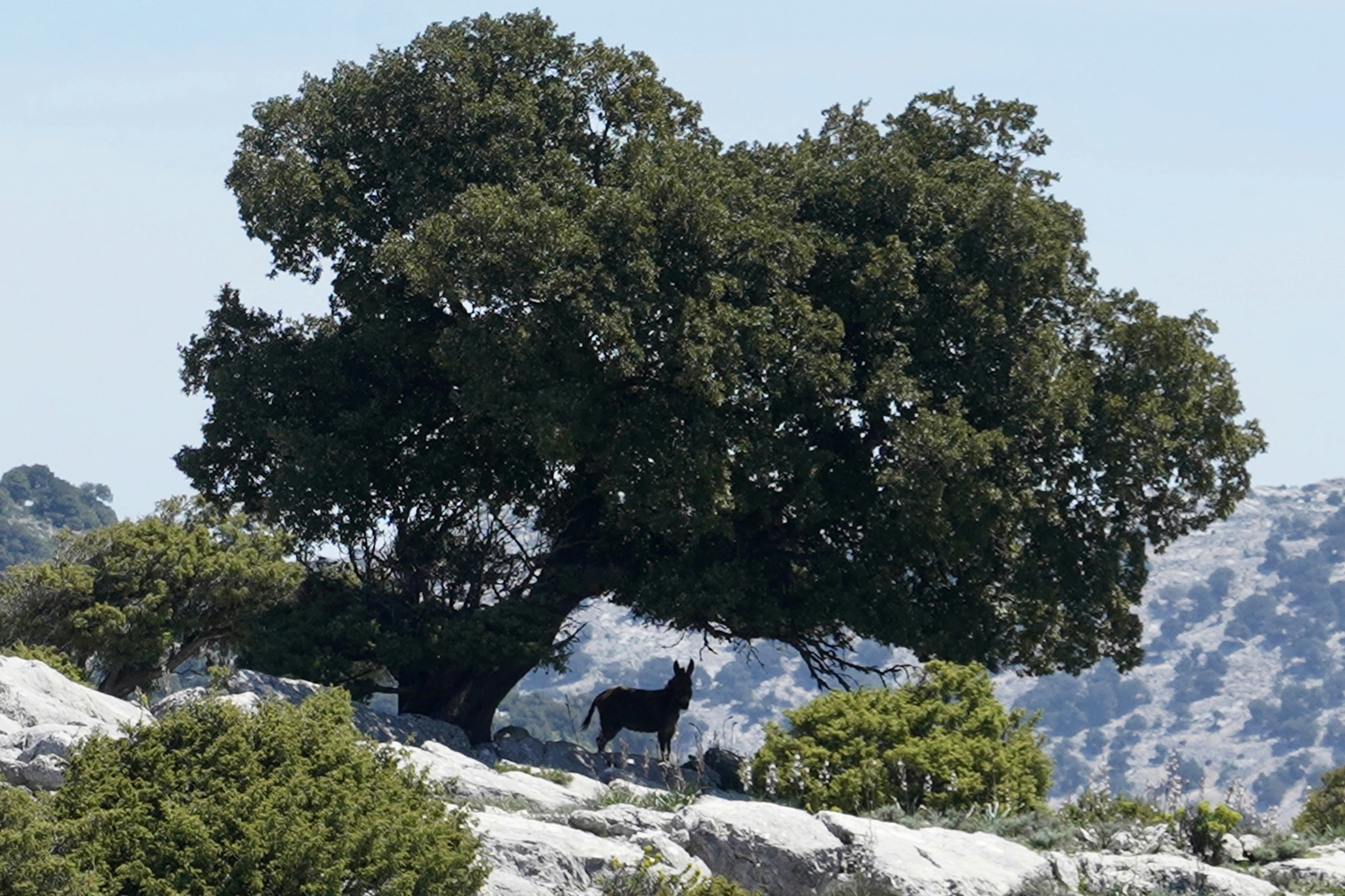 Solitary Mare Under a Majestic Oak on a Rocky Crest