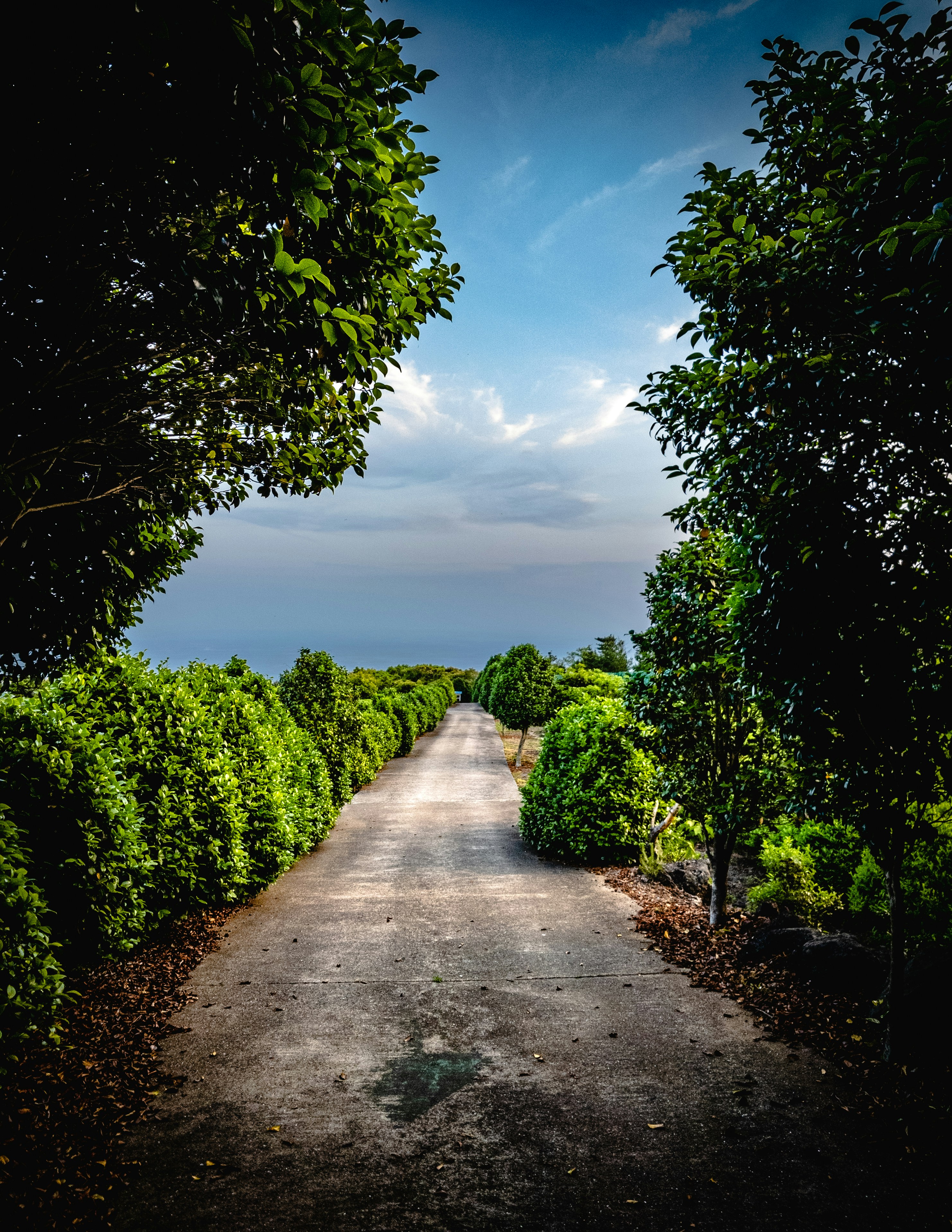 Winding pathway framed by vibrant green shrubs leading to a distant horizon under a cloudy sky.