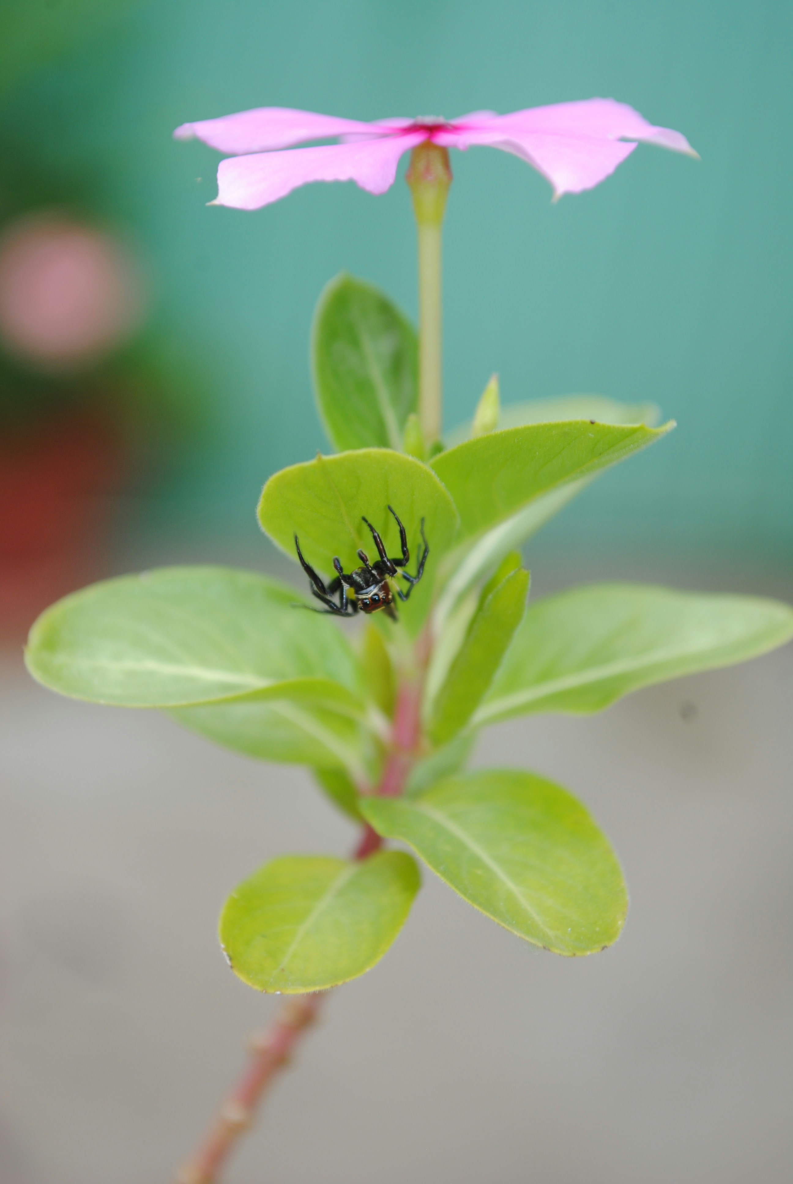 a pink flower with a bug on it