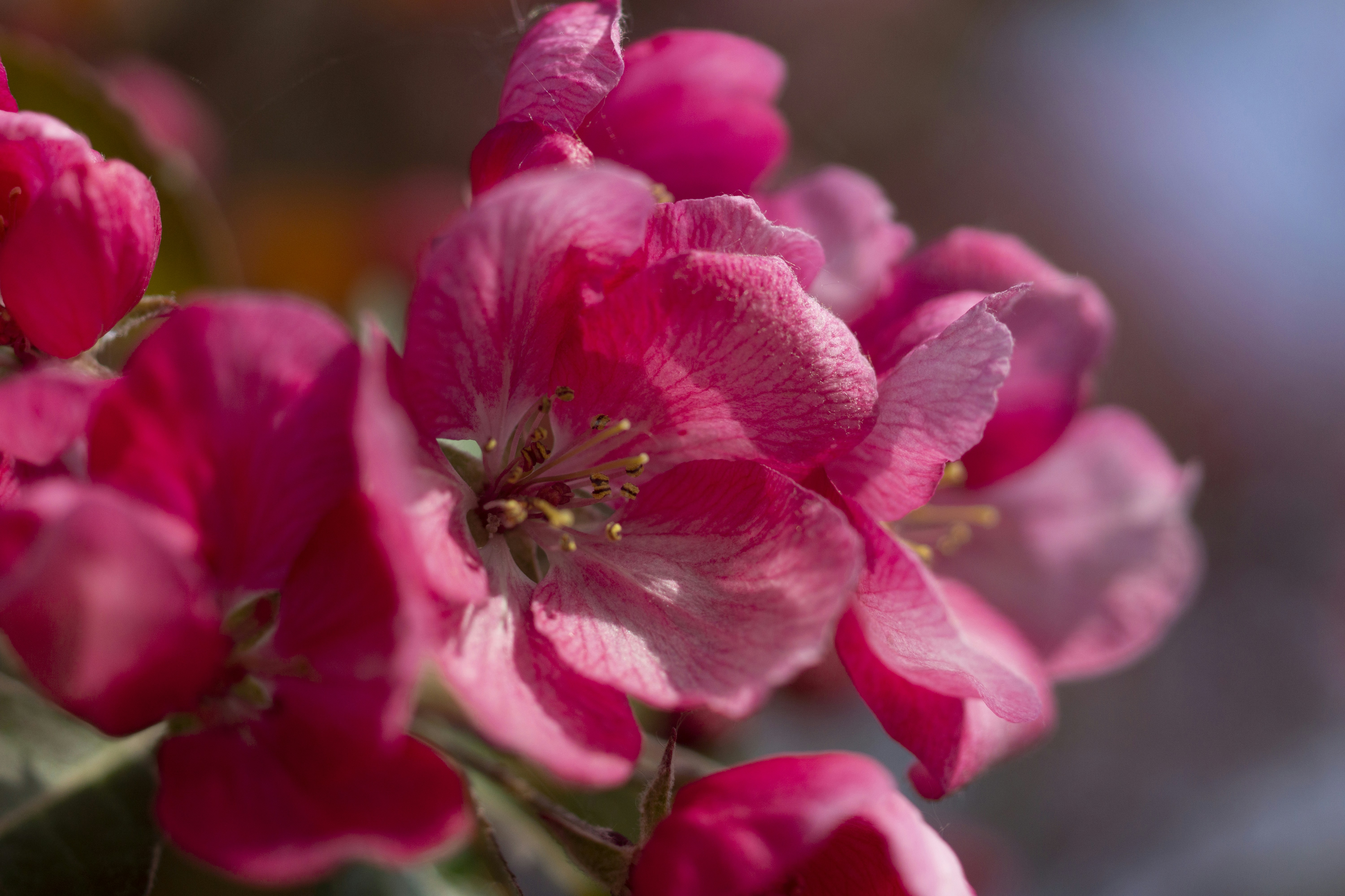 Un bouquet de fleurs roses qui fleurissent photo – Image gratuite de ...