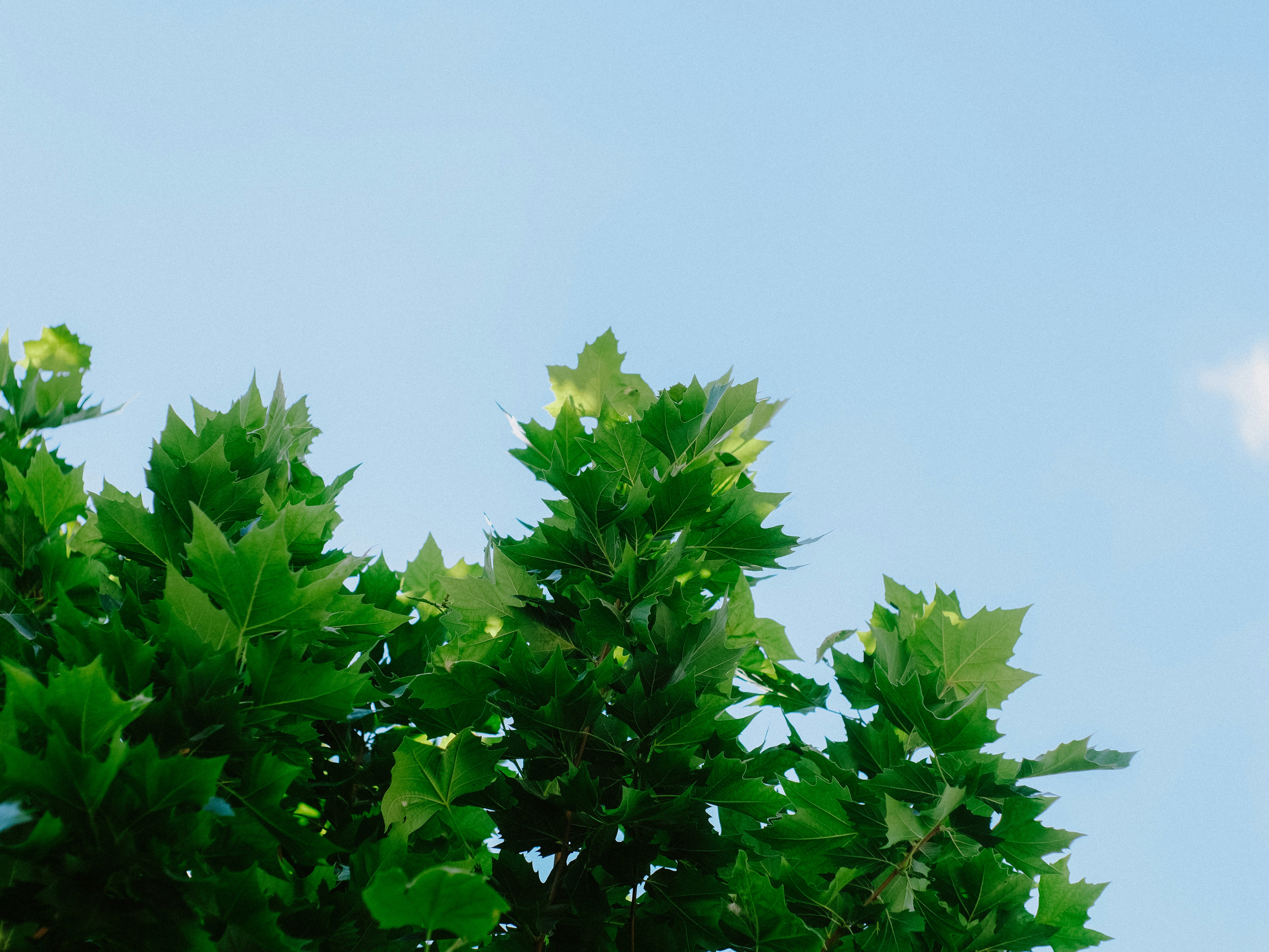 Emerald Maple Canopy Against a Calm Blue Sky