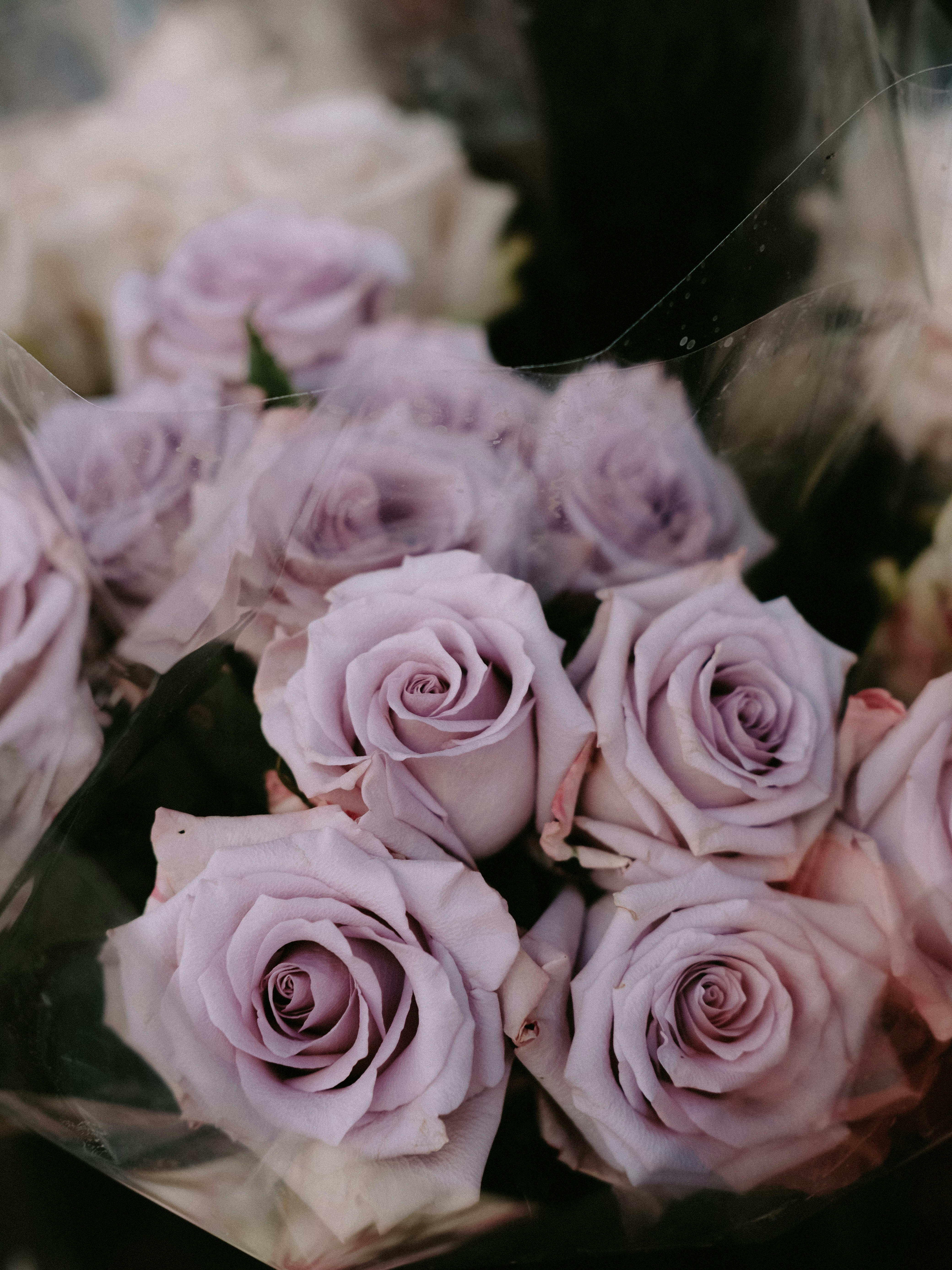 Light Pink Roses Tumblr